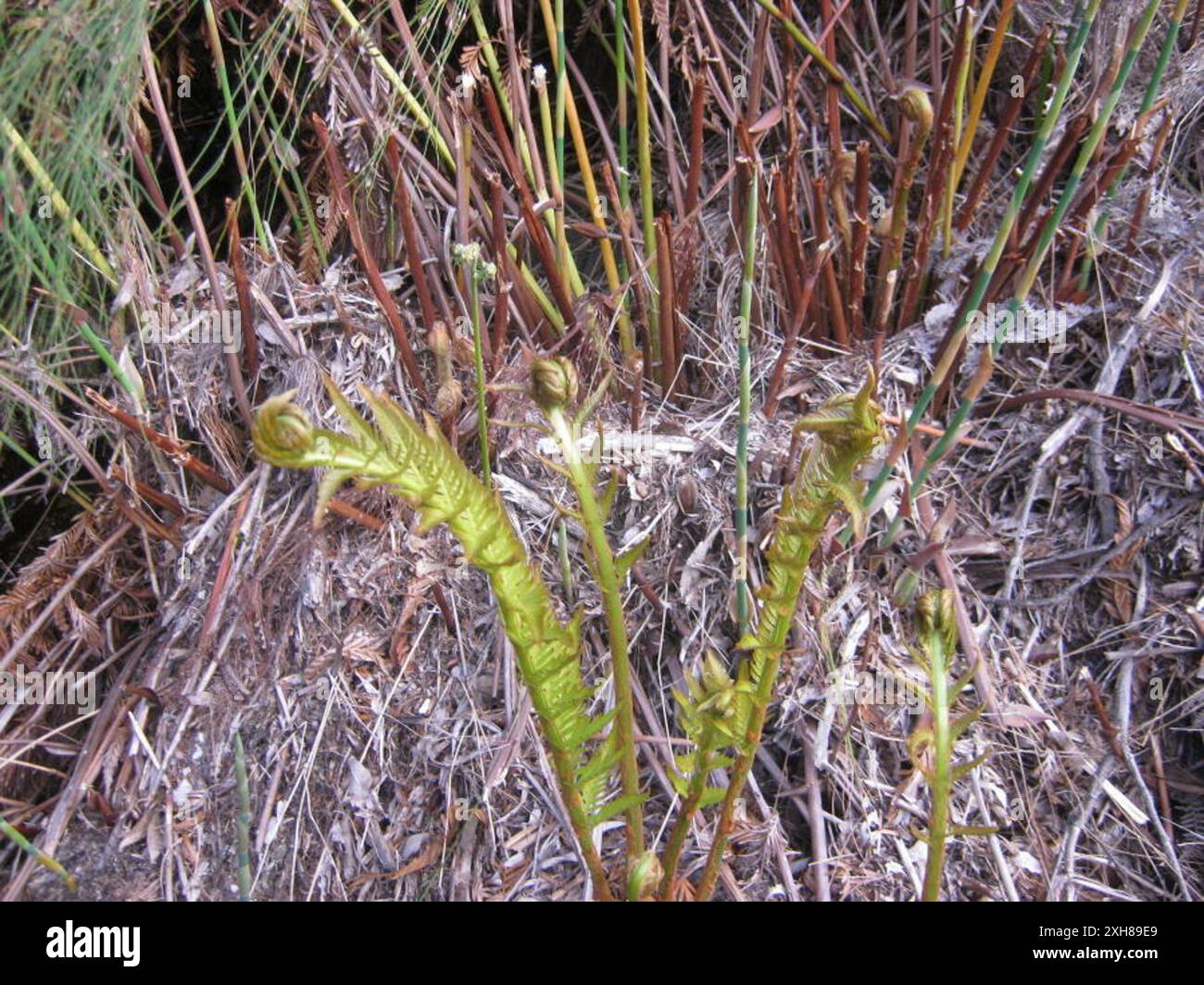 king fern (Todea barbara) Sleeping Beauty in the Langeberg: On the ...