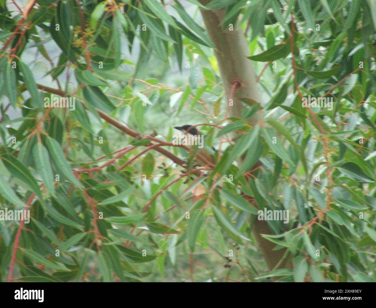 Cape Boubou (Laniarius ferrugineus ferrugineus) Hawequas Scout Ranch ...