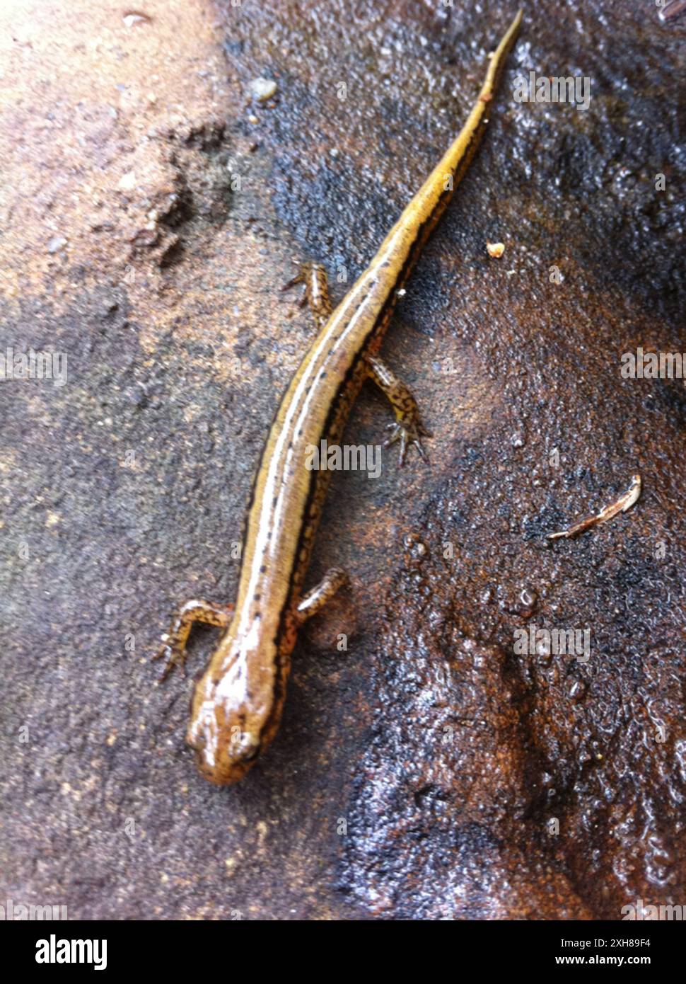 Southern Two-lined Salamander (Eurycea cirrigera) Ohio, US Stock Photo ...