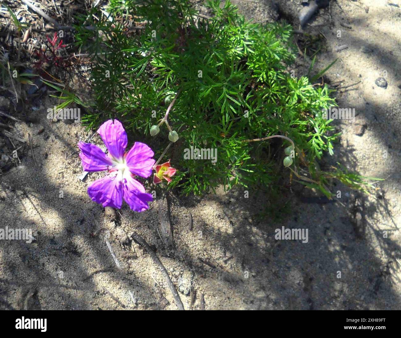 Purple Carpet Cranes-bill (Geranium incanum multifidum) , Dune Molerat ...