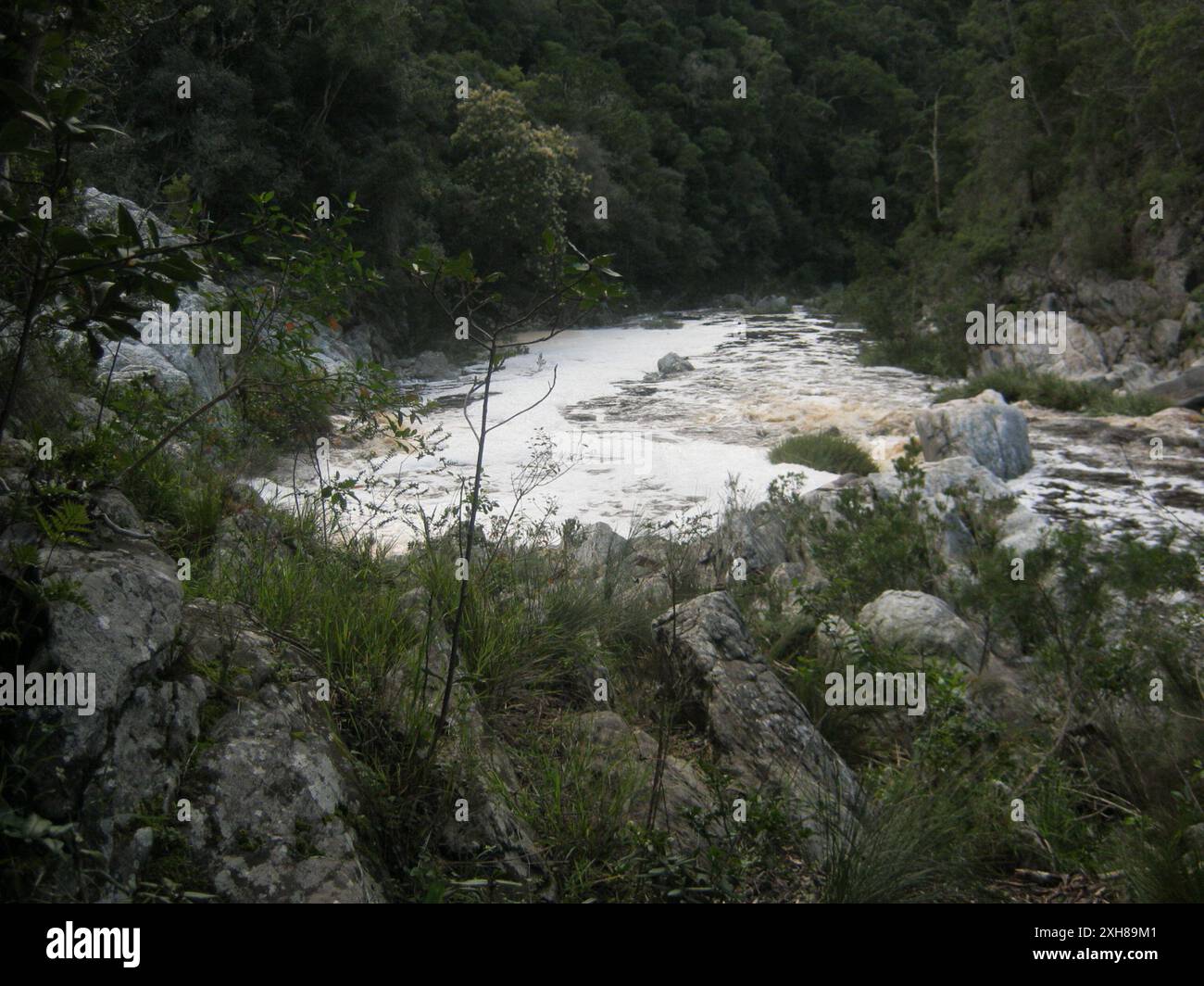 Moon-Slice Spleenwort (Asplenium lunulatum) Strawberry Hill Fern Trail ...