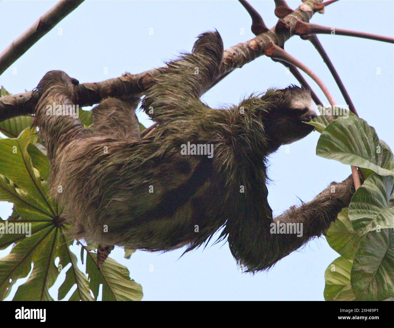 Brown-throated Three-toed Sloth (Bradypus variegatus) Bastimentos Stock ...