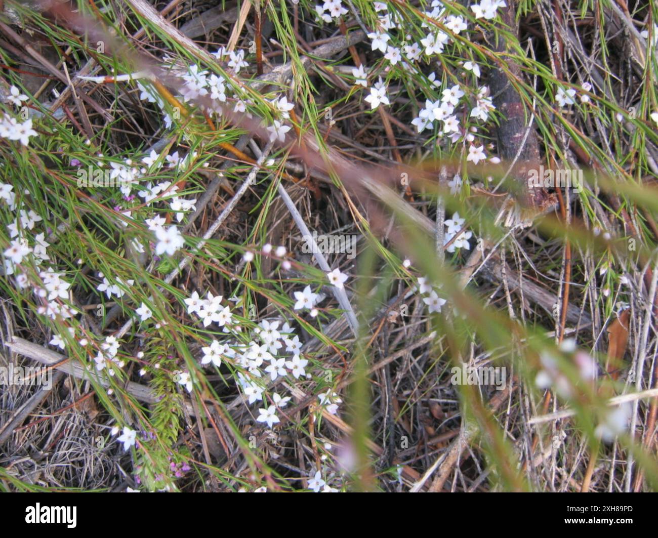 Langeberg Capemay (Coleonema virgatum) Sleeping Beauty Trail Langeberg ...