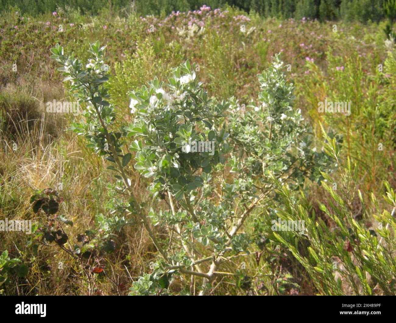 Myrtle Capesweetpea (Podalyria myrtillifolia) Garden Route Dam Stock ...