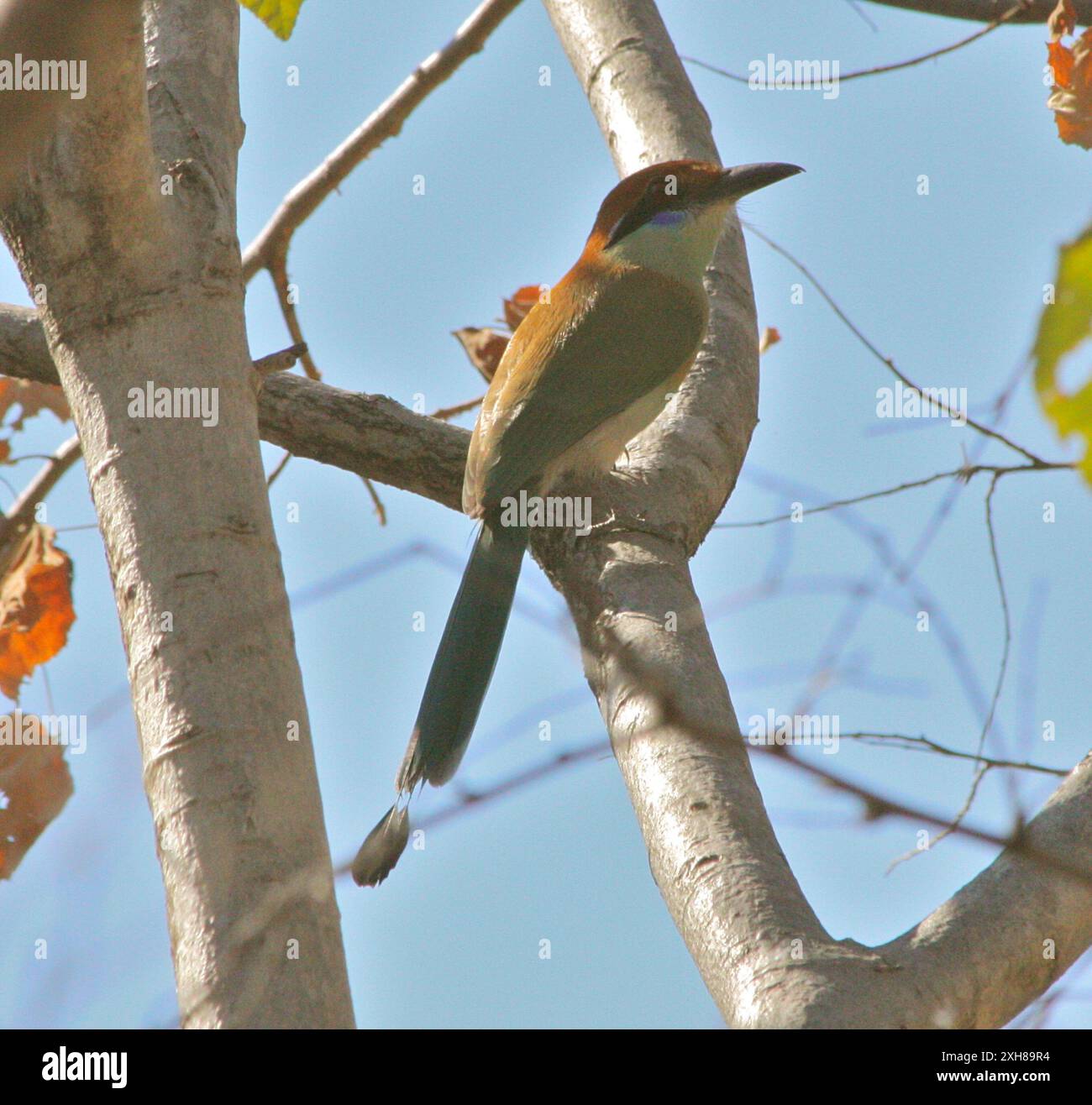 Russet-crowned Motmot (Momotus mexicanus) Xochicalco Stock Photo - Alamy