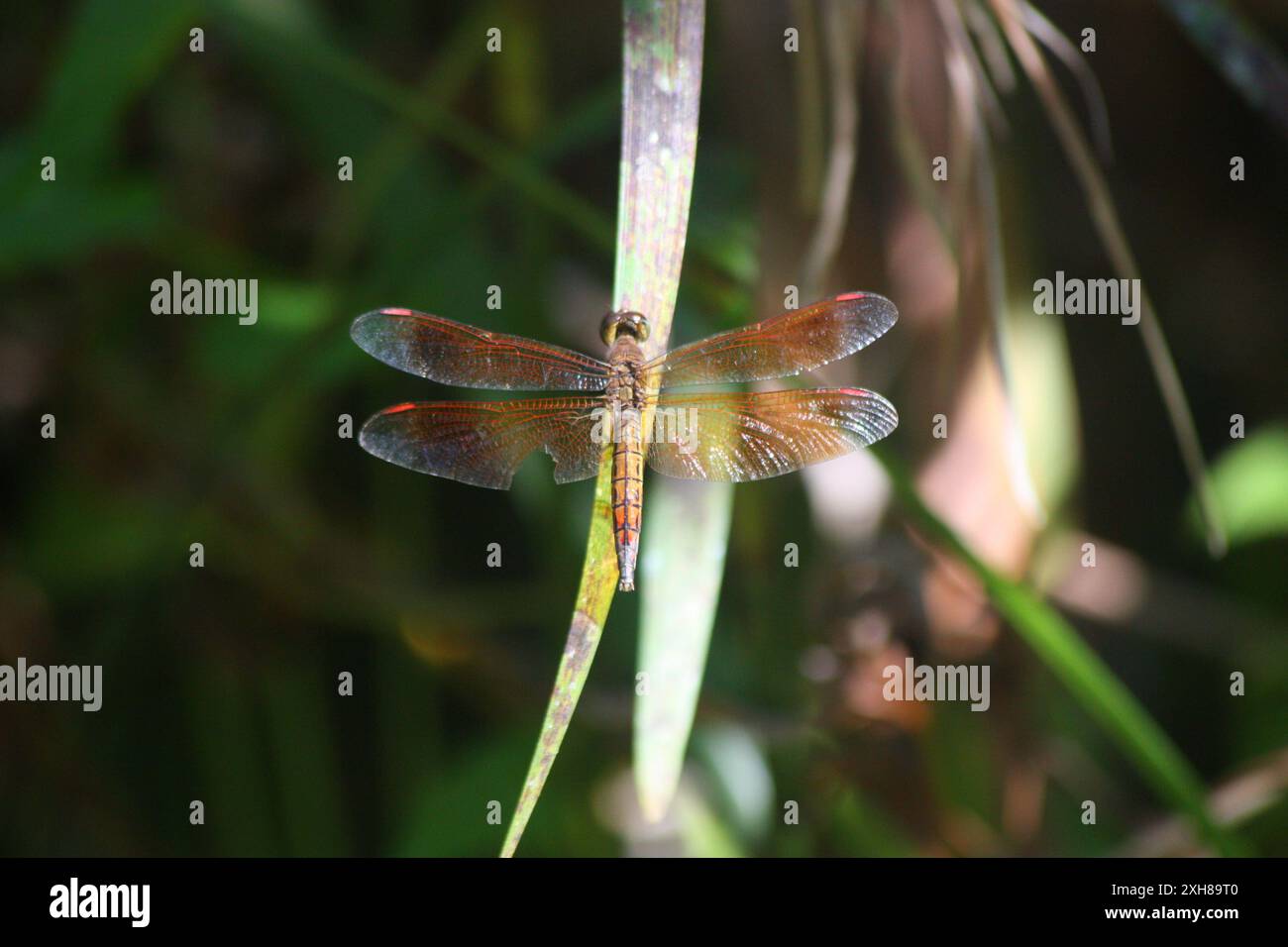 Straight-edge Red Parasol (Neurothemis terminata) Danum Valley Stock ...