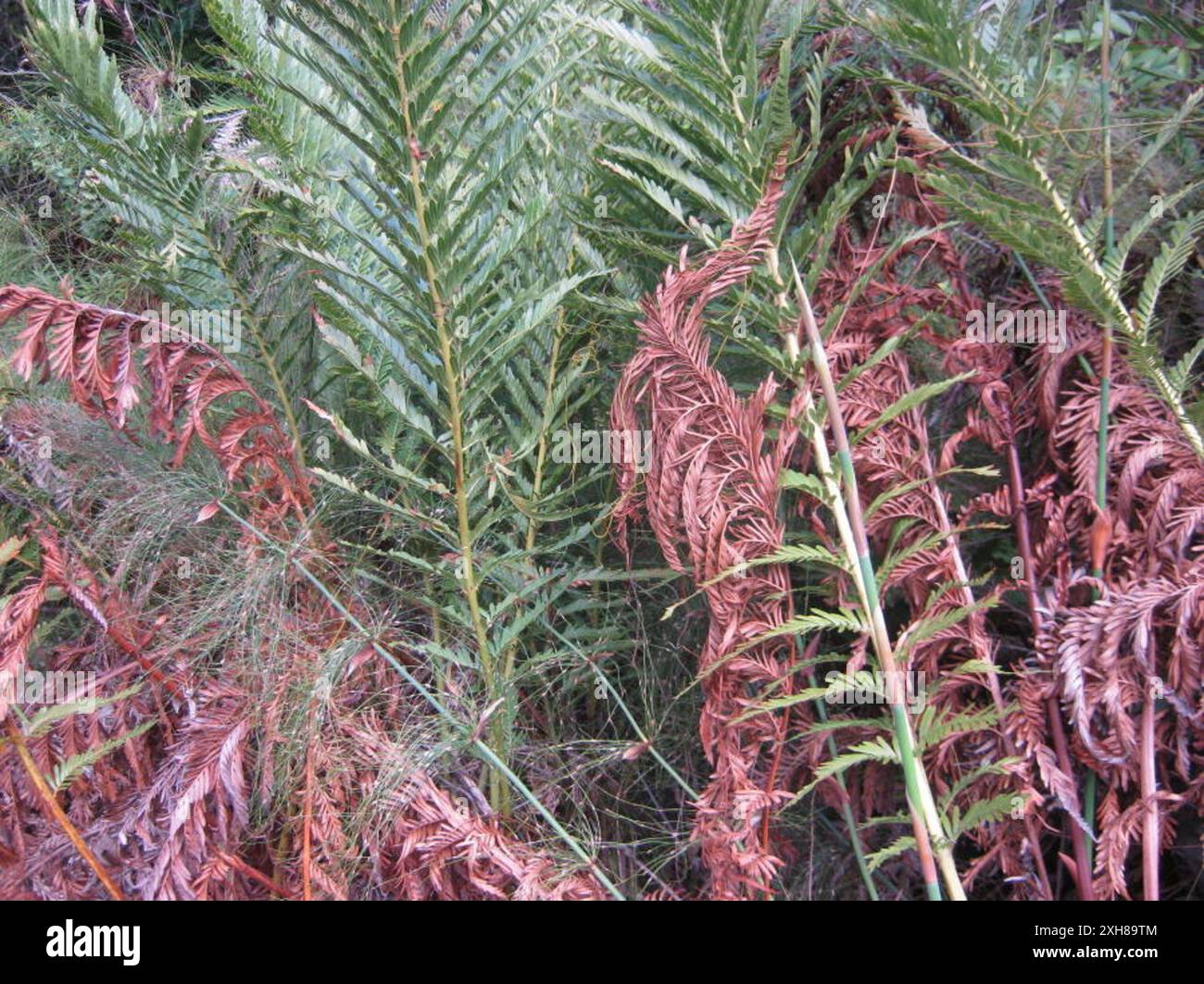 king fern (Todea barbara) Sleeping Beauty in the Langeberg: On the ...