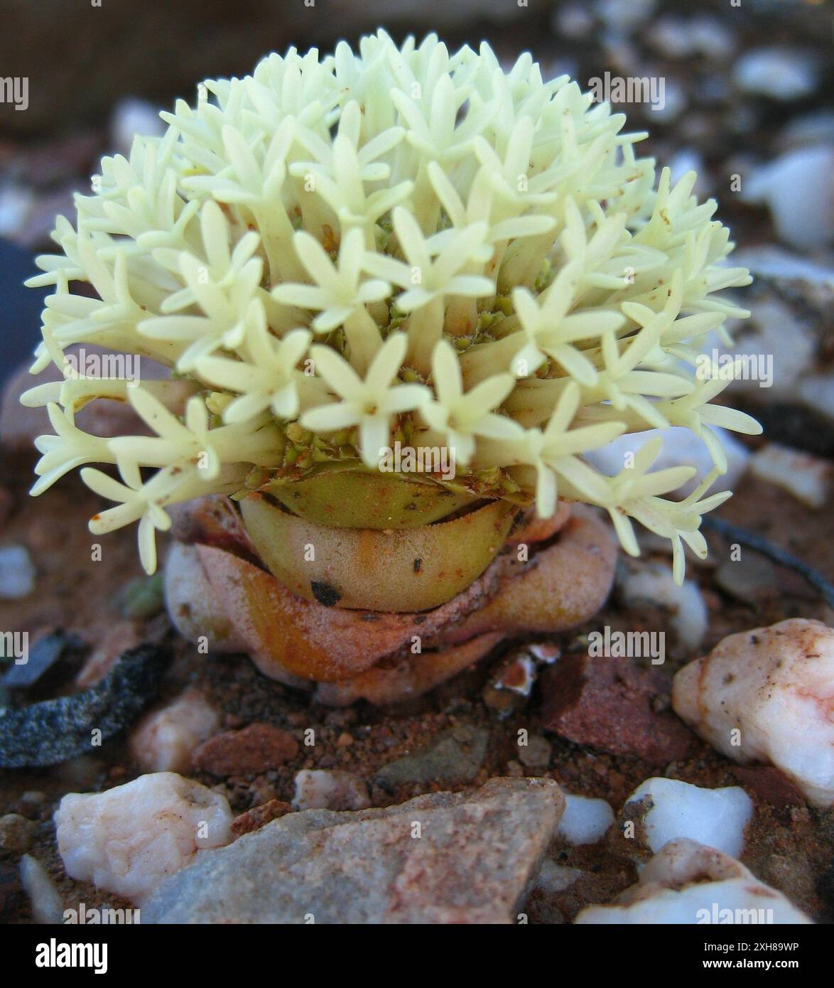 (Crassula columnaris columnaris) , Anysberg: Anysberg Nature Reserve ...