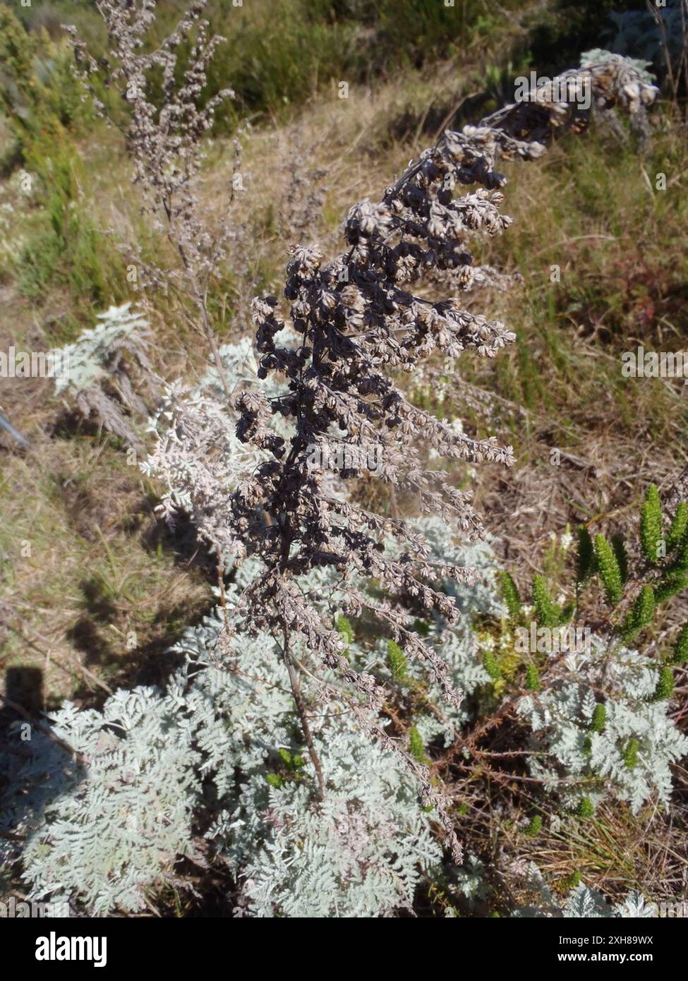 African wormwood hi-res stock photography and images - Alamy
