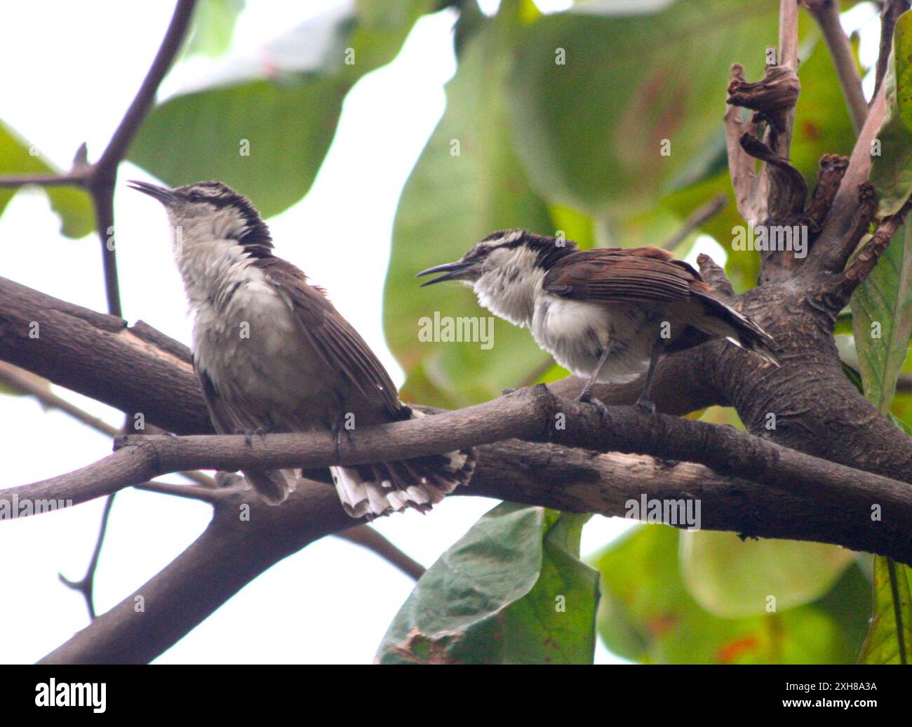 Bicolored Wren (Campylorhynchus griseus) Simón Bolívar International ...