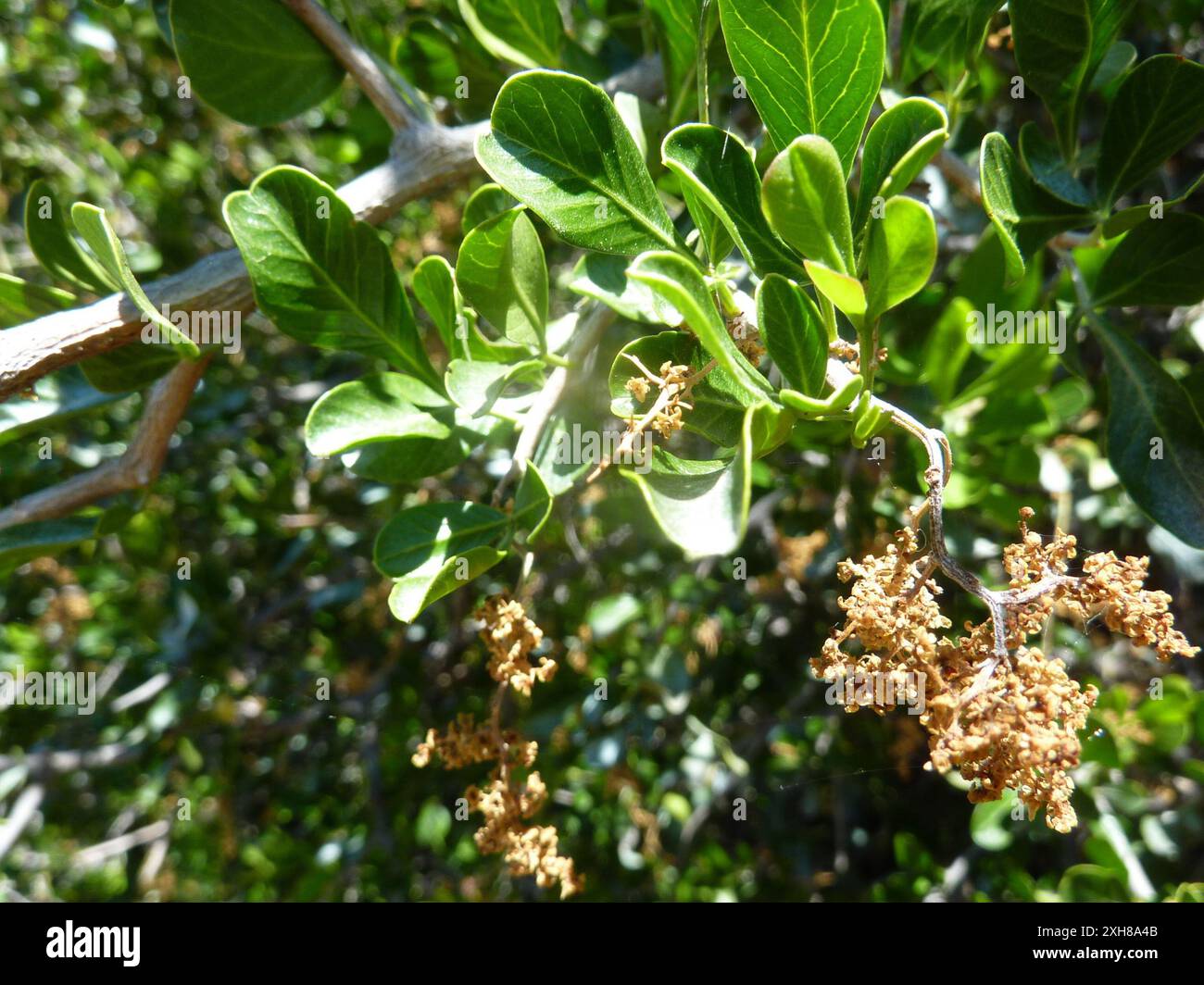 Thorn Currantrhus (Searsia longispina) Min Water in the Little Karoo ...