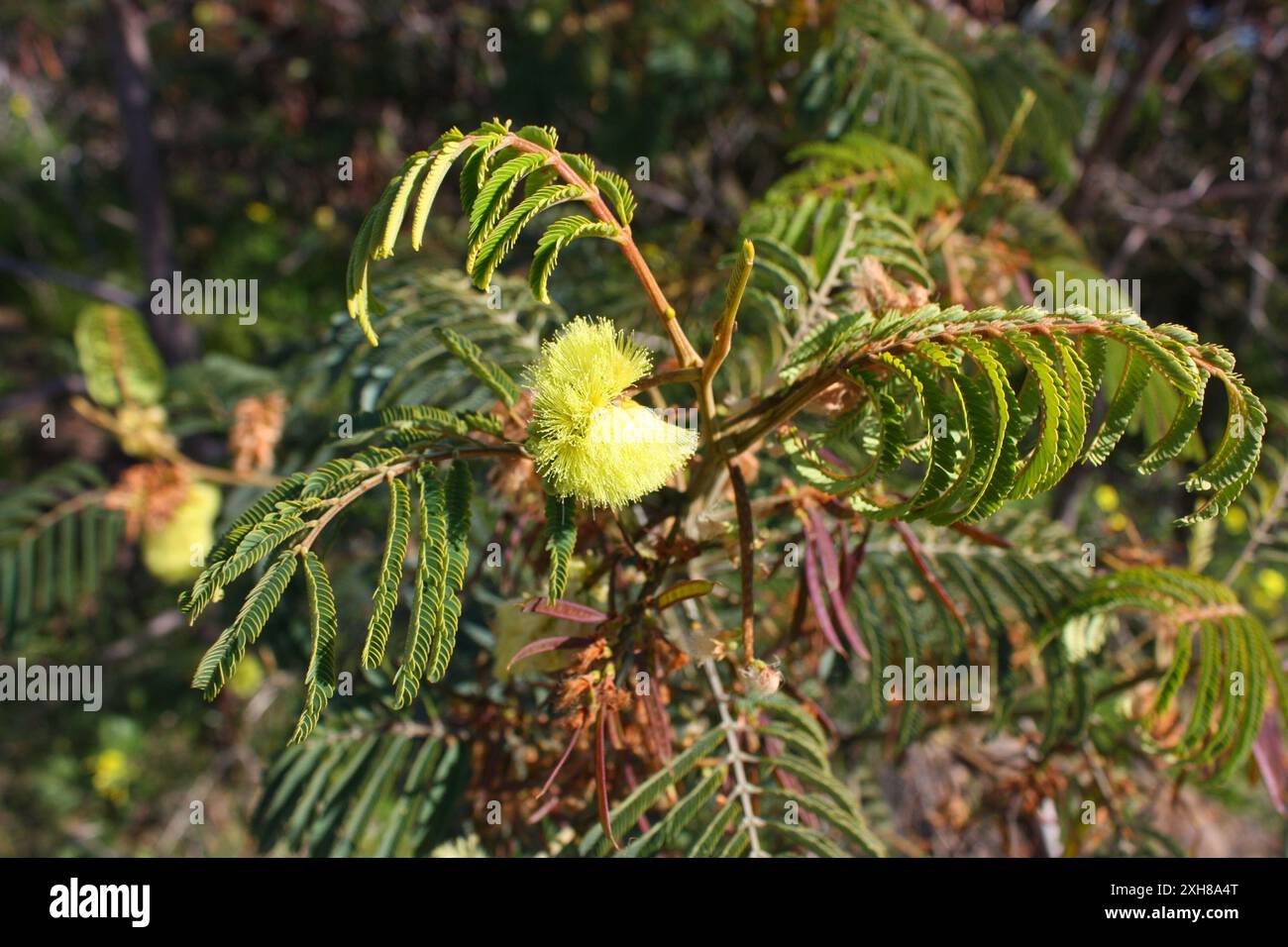 Plume Albizia (Paraserianthes lophantha) Candlestick point State ...