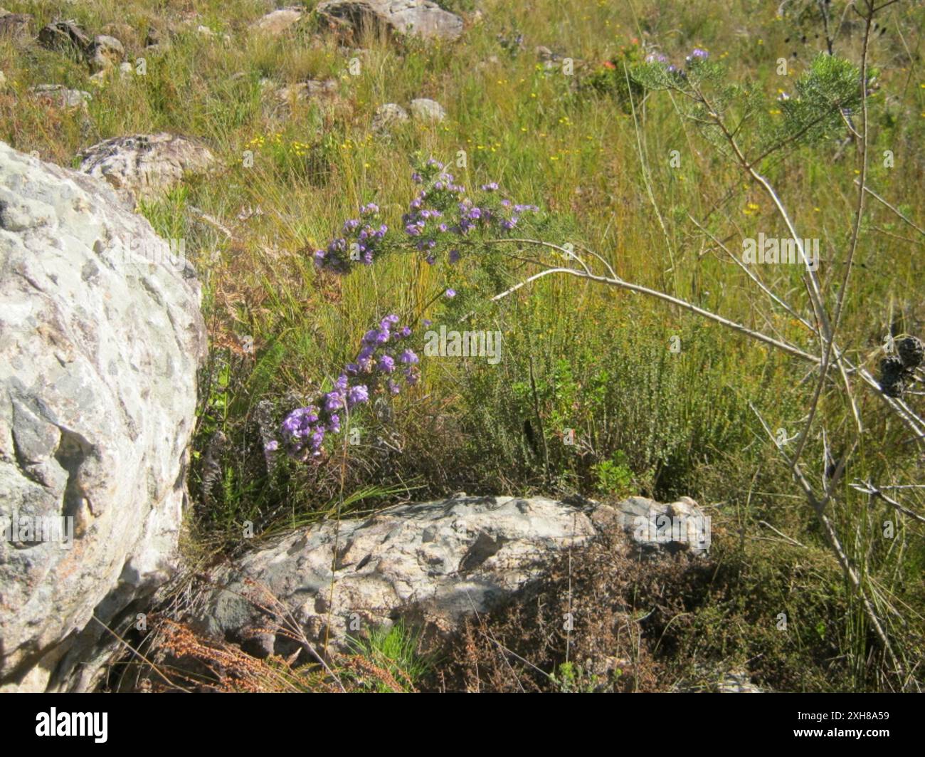 Flashy Fountainbush (Psoralea speciosa) Rooiwaterspruit Trail in the ...