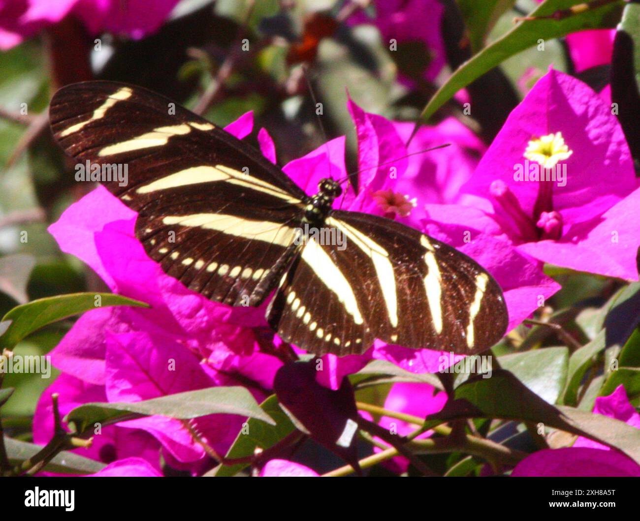 Zebra Longwing (Heliconius charithonia) UNAM mexico Stock Photo - Alamy