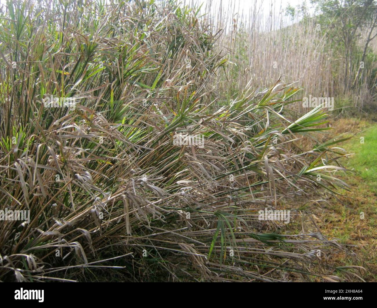 Mat Sedge (Cyperus textilis) Dune Molerat Reserve Stock Photo - Alamy