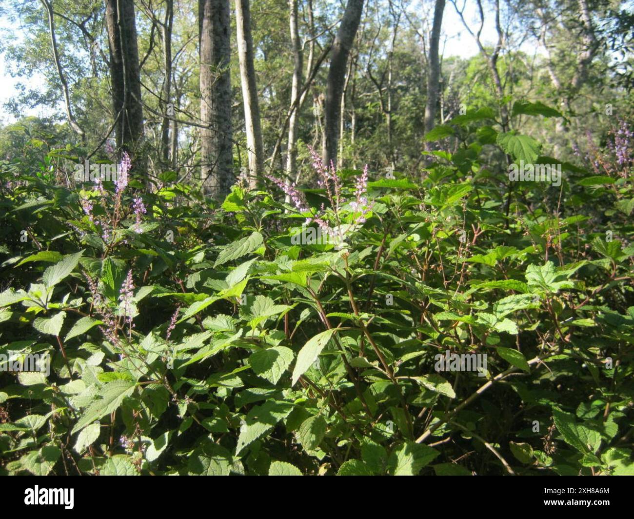 pink fly bush (Plectranthus fruticosus) Groeneweide Forest Walk Stock ...