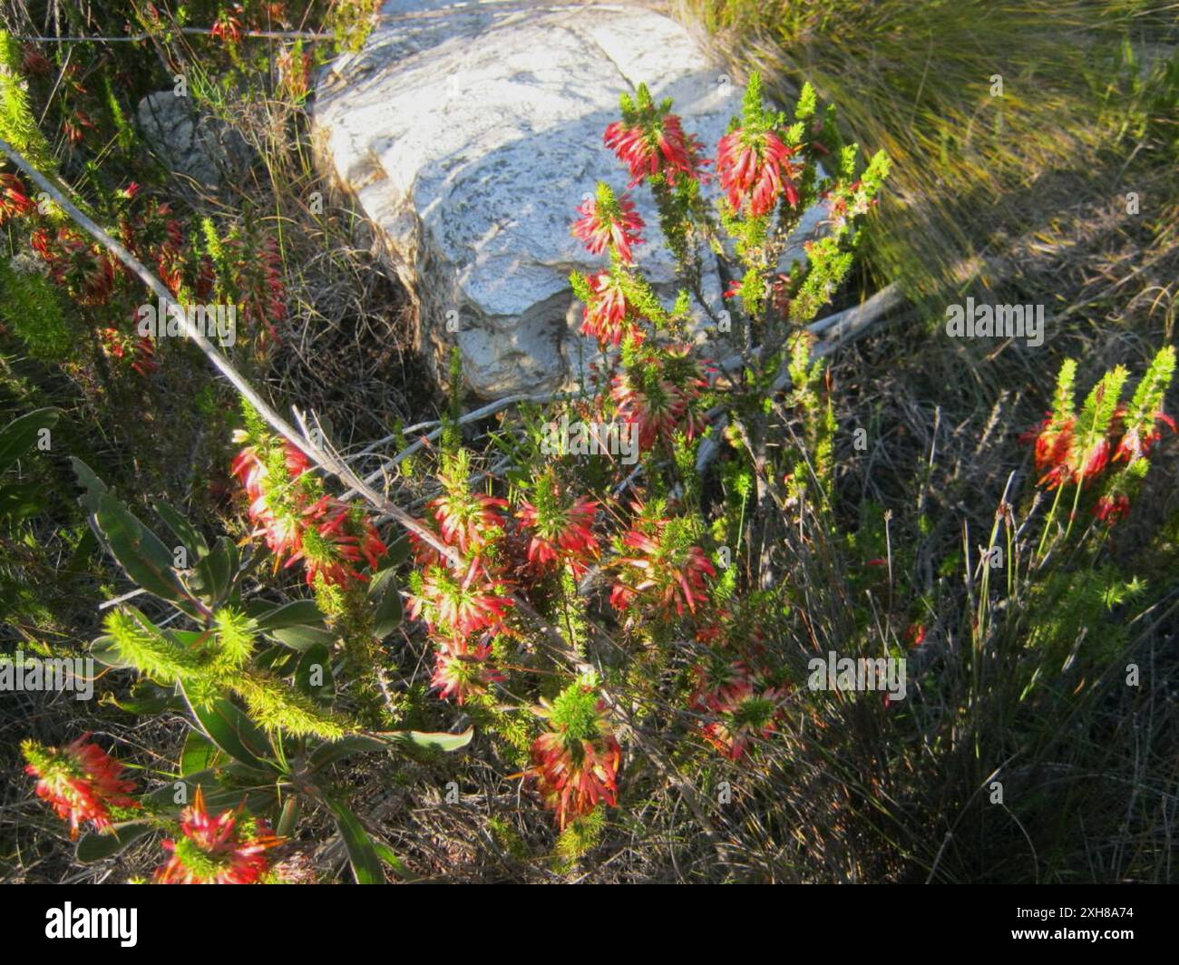 Erica coccinea coccinea hi-res stock photography and images - Alamy