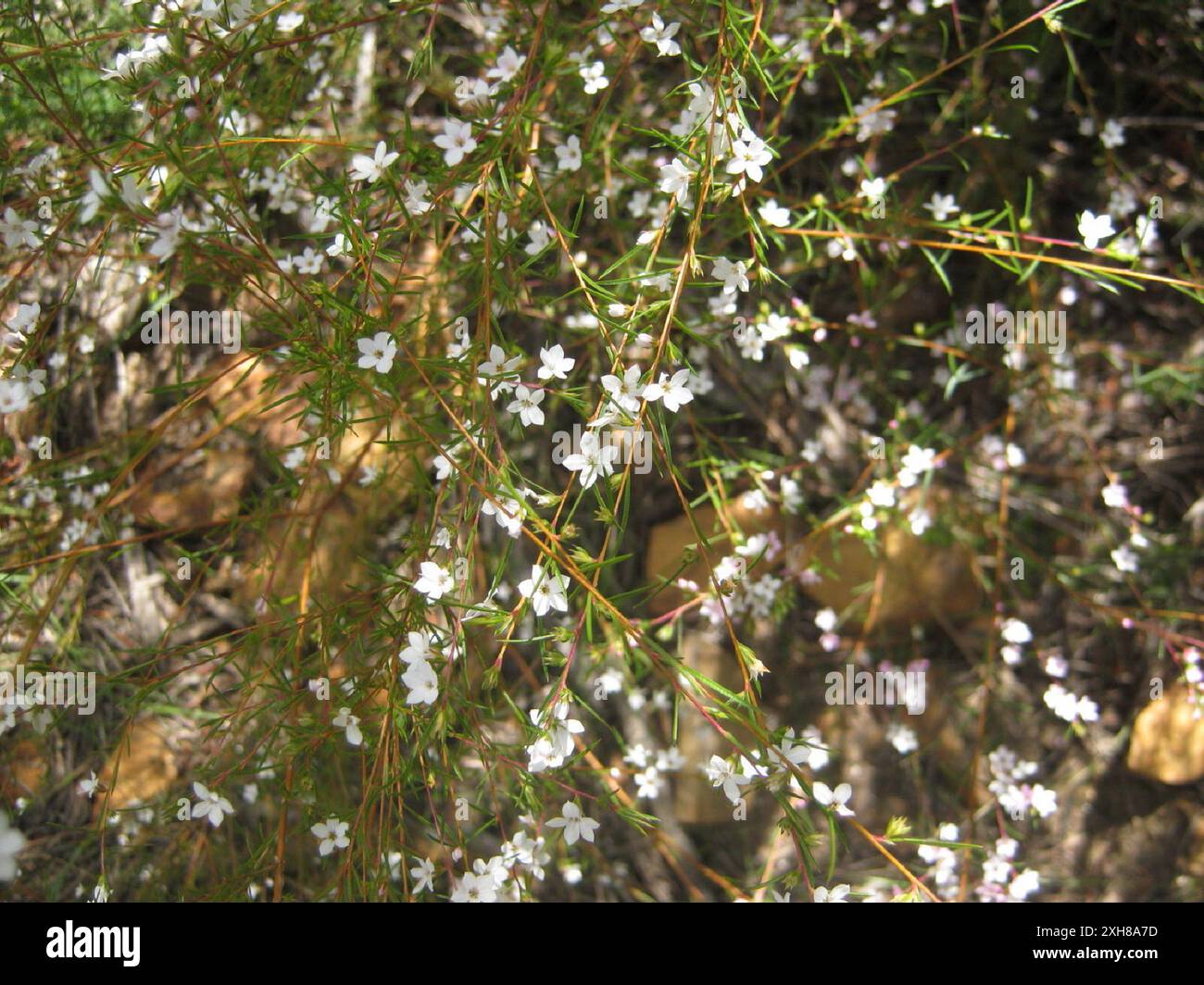 Langeberg Capemay (Coleonema virgatum) Kristalkloof Hike in the ...