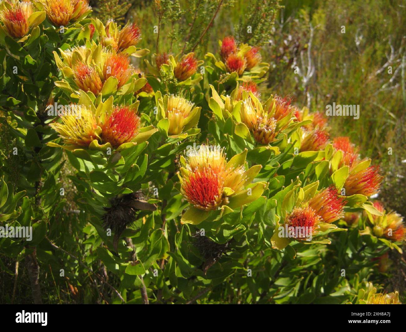 Mix Pincushion (Leucospermum oleifolium) Kogelberg Trail in the ...