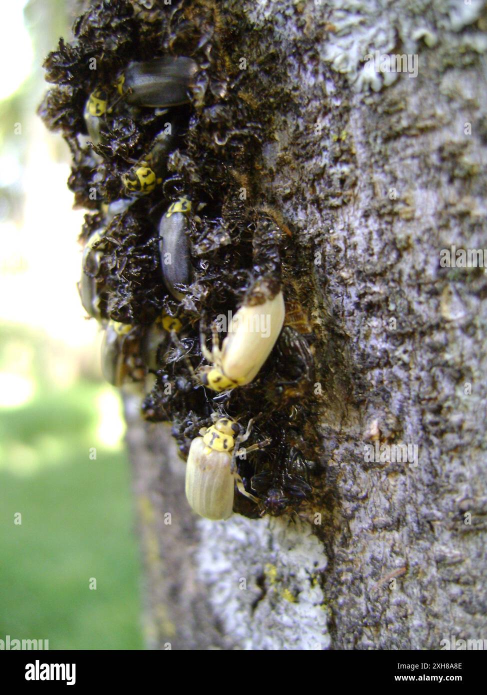 Stinkwood Leaf Beetles (Megaleruca) , Roodeplaat Farm (ARC), NE of ...