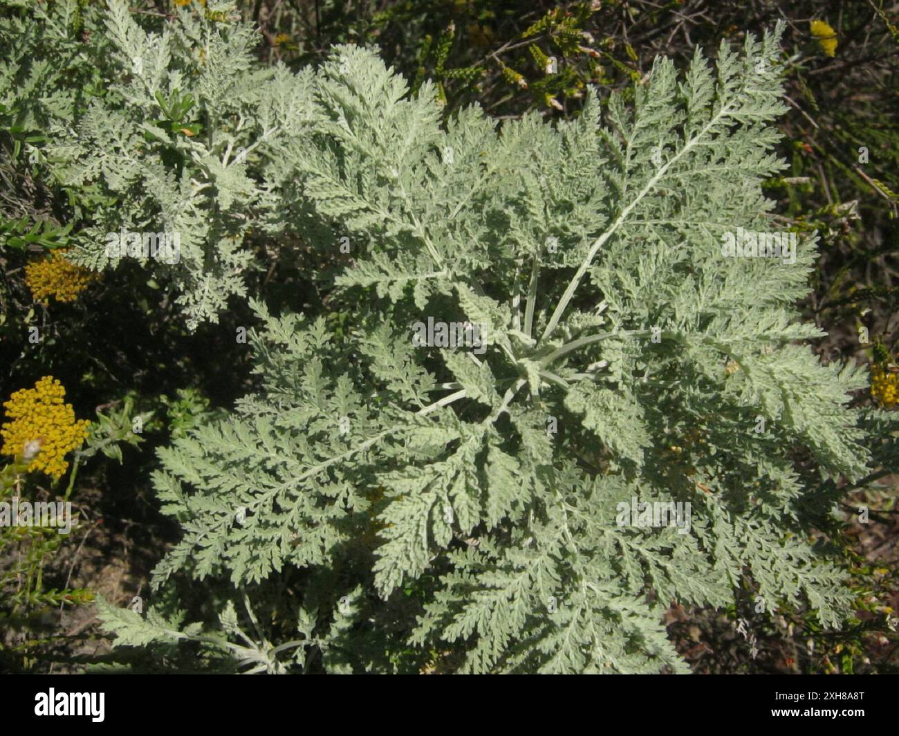African wormwood hi-res stock photography and images - Alamy