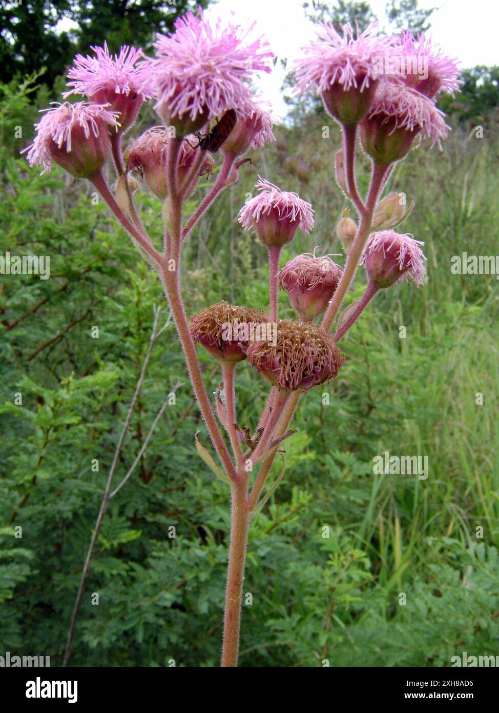 Roodeplaat hi-res stock photography and images - Alamy