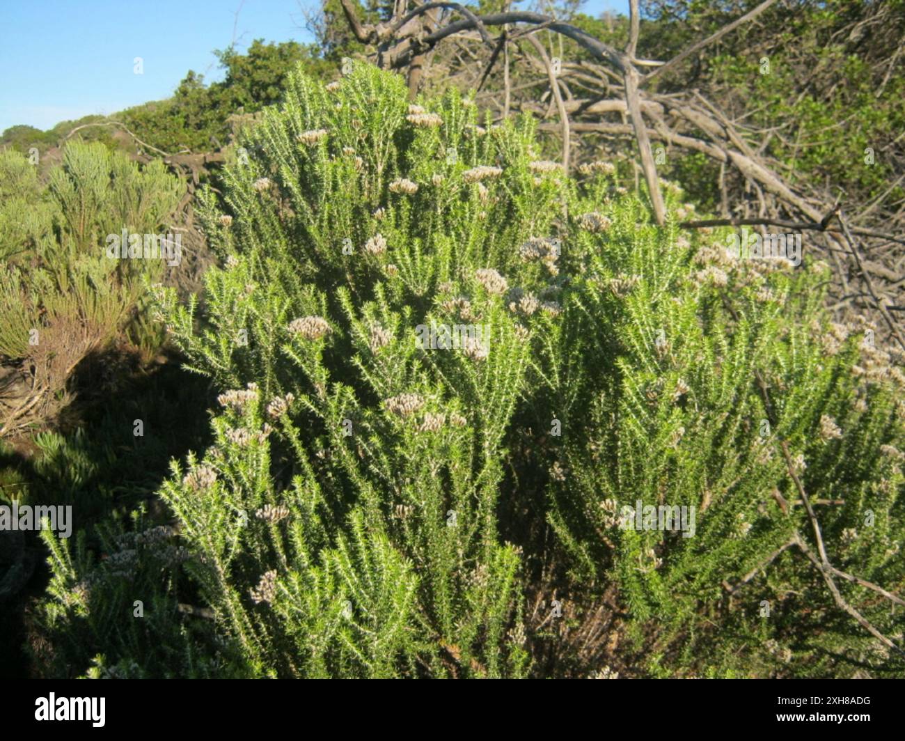 White bristle bush (Metalasia muricata) Goukamma Nature Reserve Stock ...