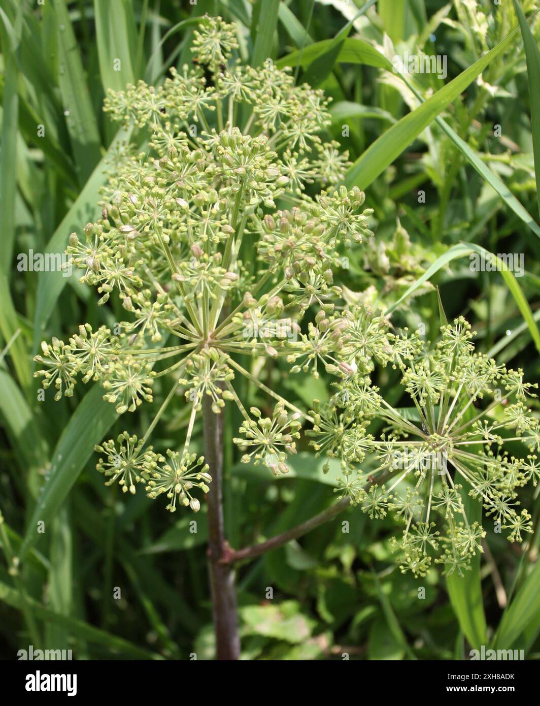 purple-stemmed angelica (Angelica atropurpurea) Carleton Collge Stock ...