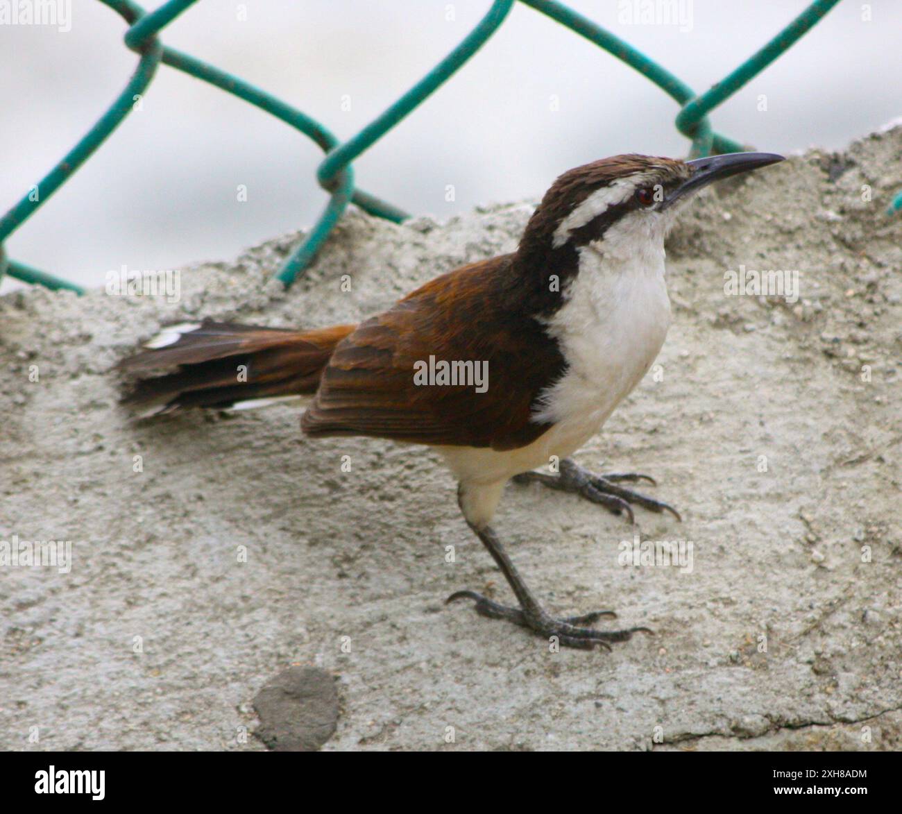 Bicolored Wren (Campylorhynchus griseus) Simón Bolívar International ...
