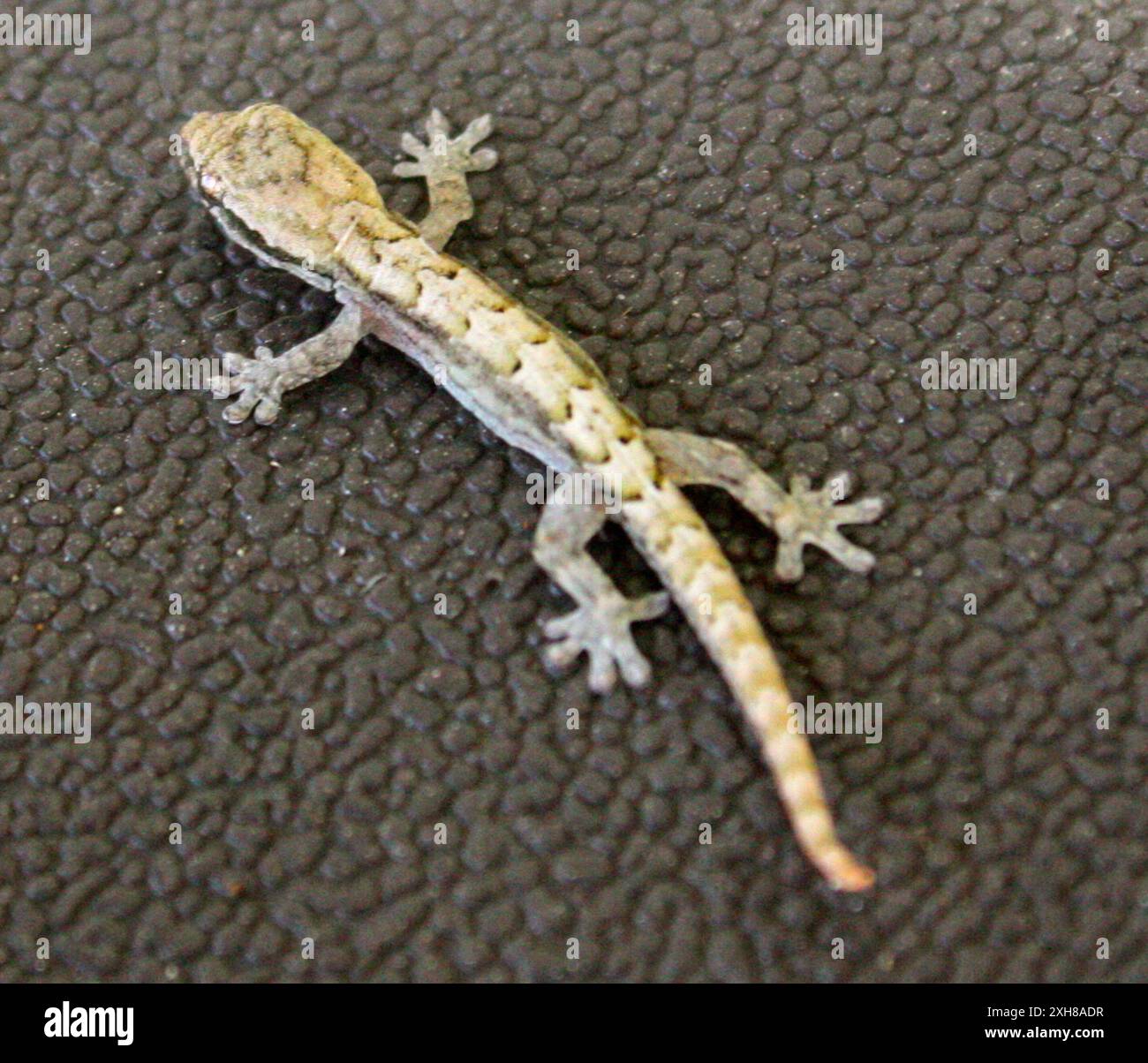 Mourning Gecko (Lepidodactylus lugubris) Bocas Del Toro, Bocas Del Toro ...