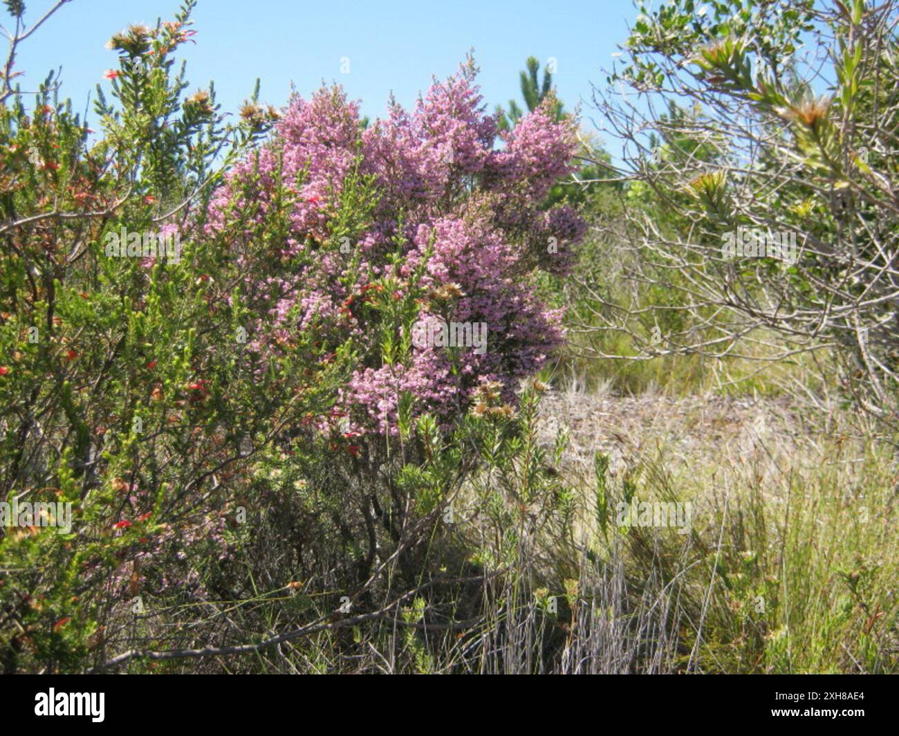 Hairy Grey Heather (Erica canaliculata) Kranshoek: On the top on the ...