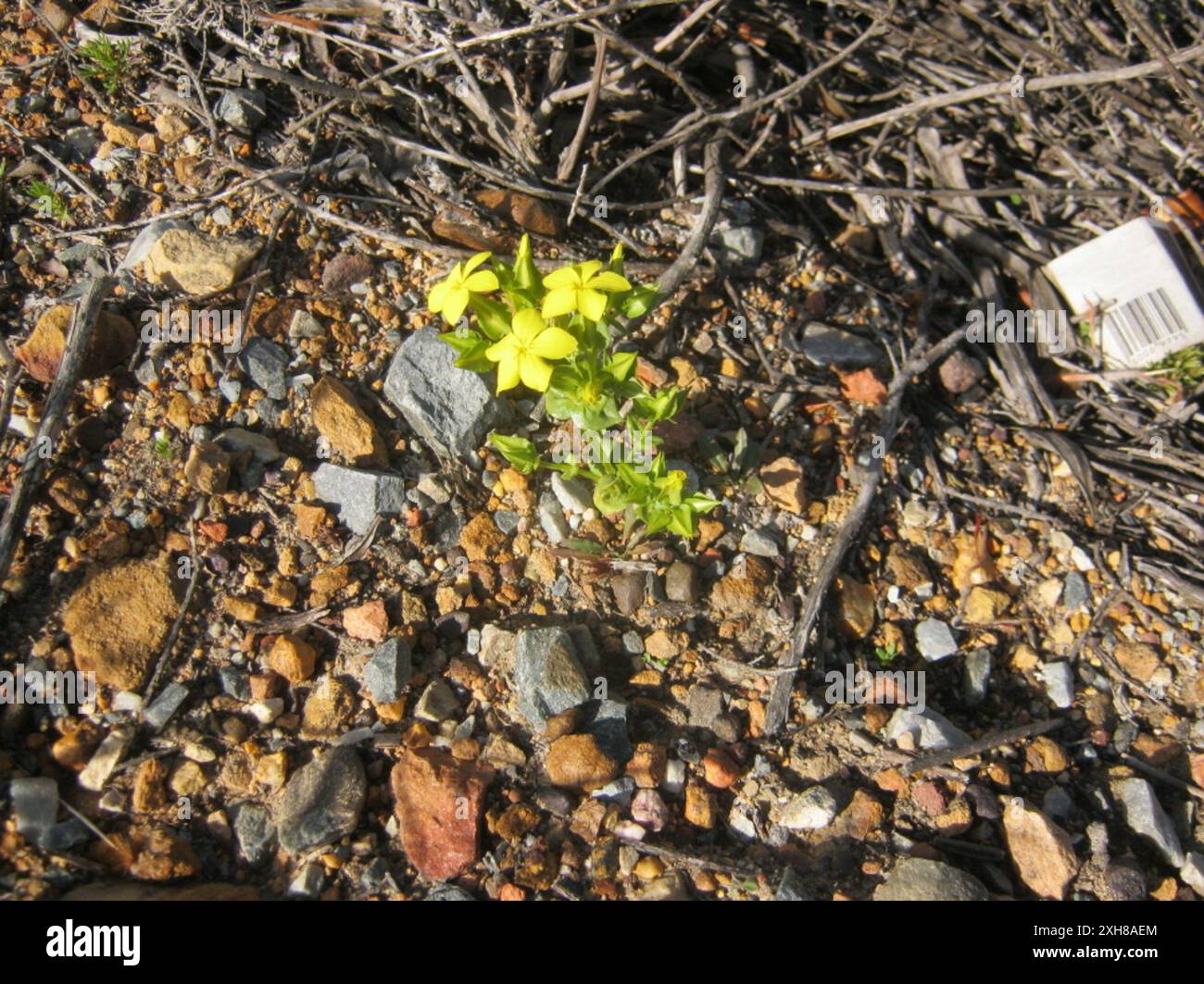 Common Yellowwort (Sebaea exacoides) Northern side of the Langeberg ...