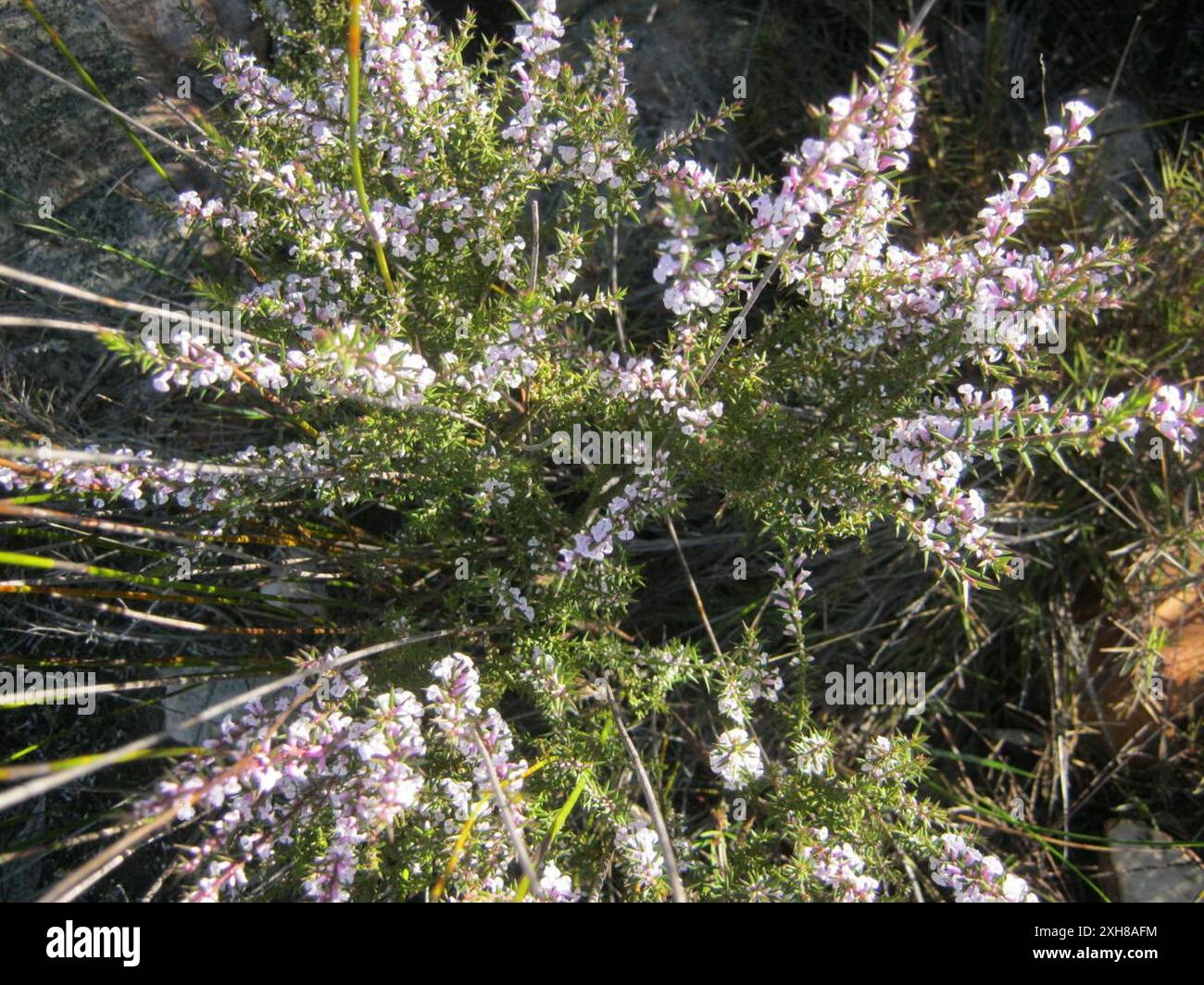 Juniper Purplegorse (Muraltia juniperifolia) Kouga Wildernis in the ...
