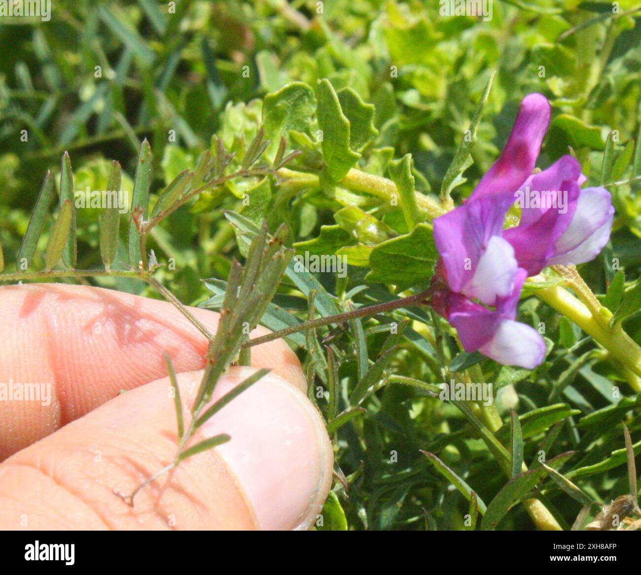 American vetch (Vicia americana) Milagra Ridge, Pacifica, California ...