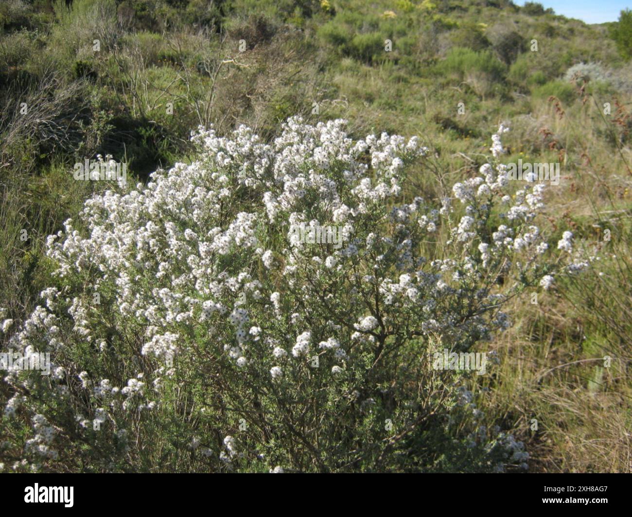 Eriocephalus africanus hi-res stock photography and images - Alamy
