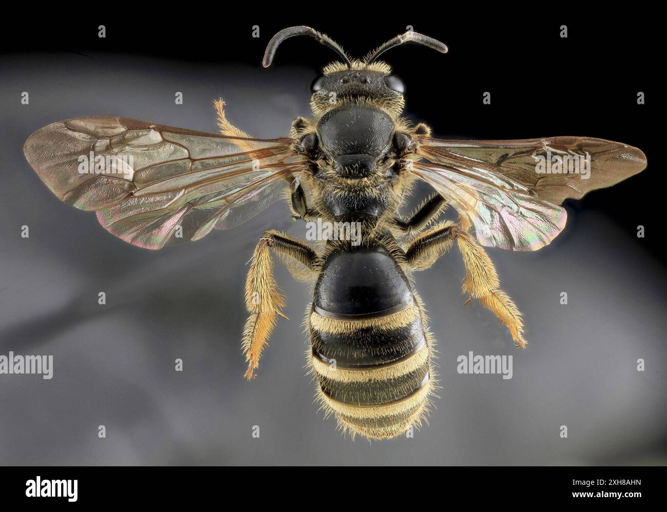 Dark-winged Sweat Bee (Lasioglossum fuscipenne) Beltsville, Maryland ...