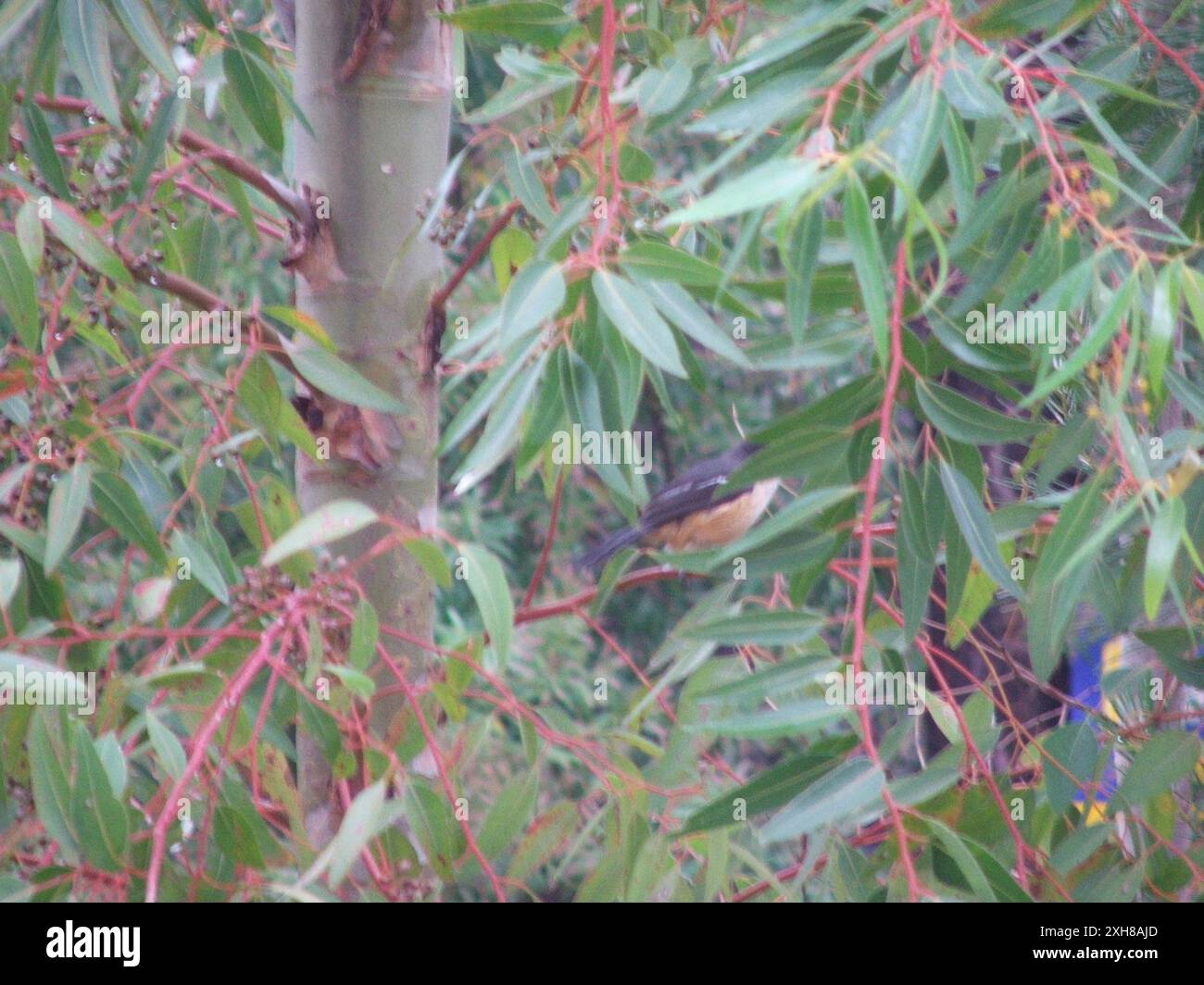 Cape Boubou (Laniarius ferrugineus ferrugineus) Hawequas Scout Ranch ...