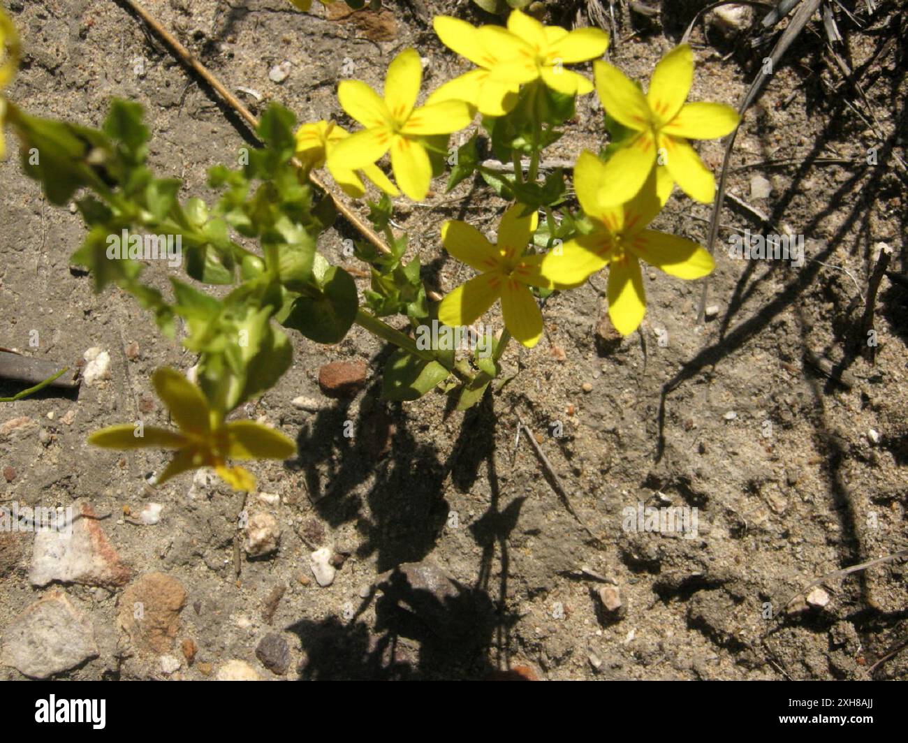 Common Yellowwort (Sebaea exacoides) Kristalkloof Hike in the Langeberg ...