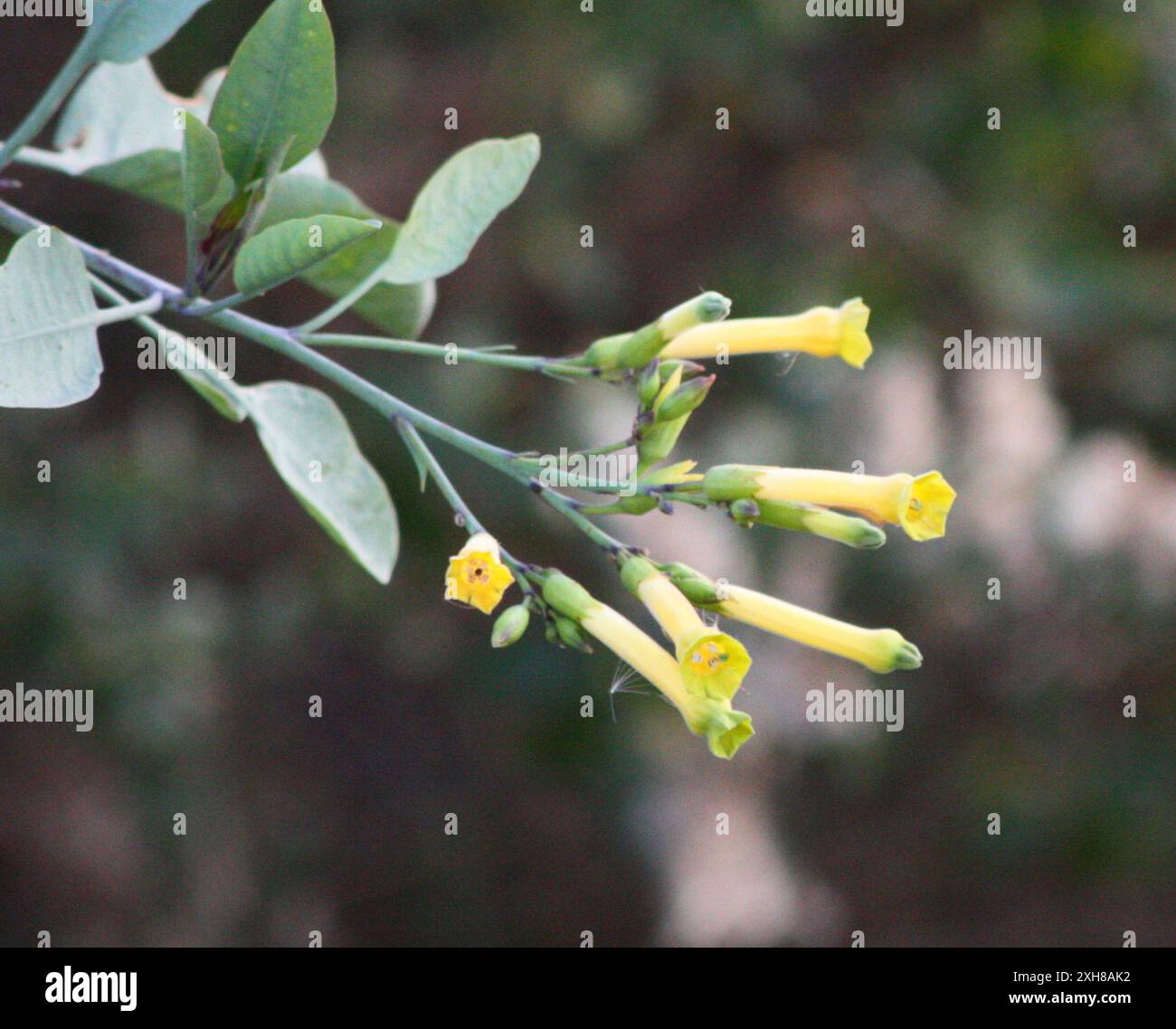 tree tobacco (Nicotiana glauca) , Don Edwards National Wildlife Refuge ...