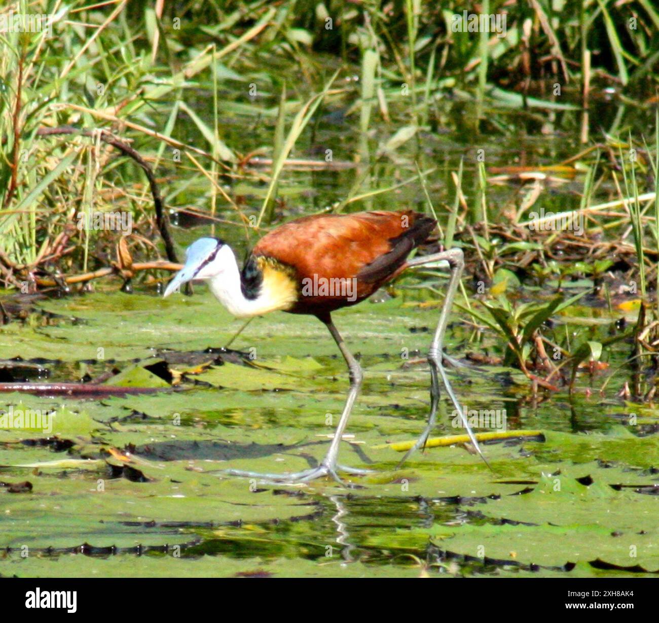 African Jacana (Actophilornis africanus) , skukuza Stock Photo - Alamy