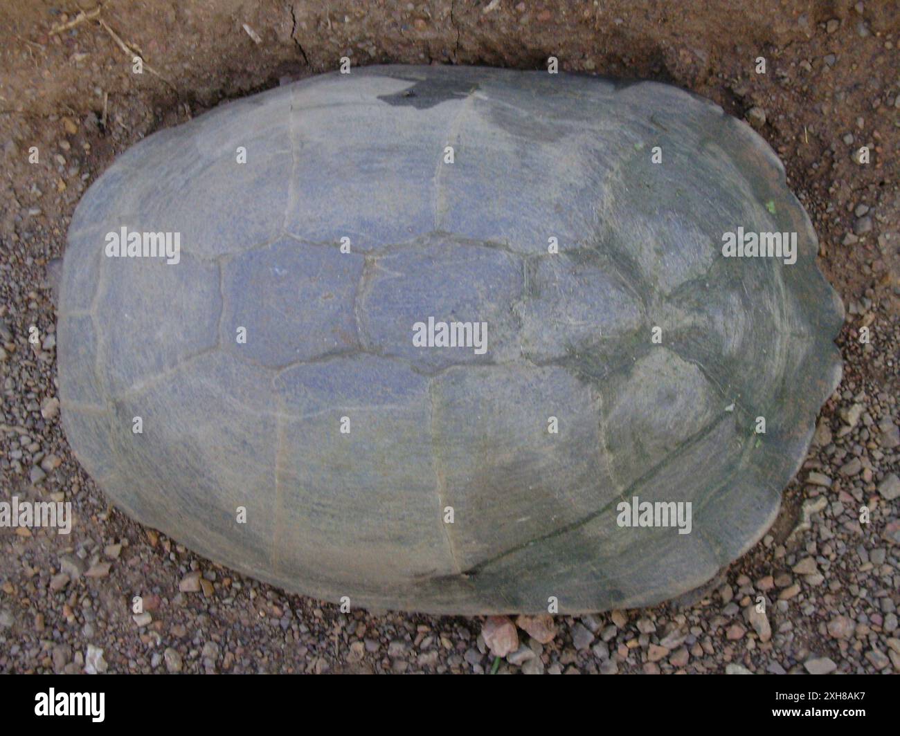 Serrated Hinged Terrapin (Pelusios sinuatus) , Roodeplaat Farm (ARC ...