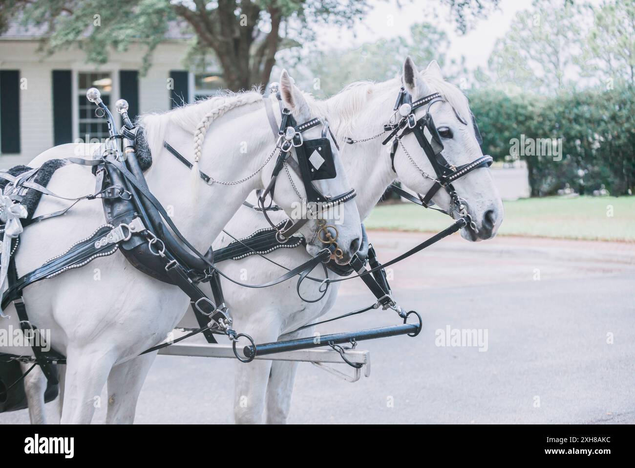 Two majestic white horses pull hi-res stock photography and images - Alamy