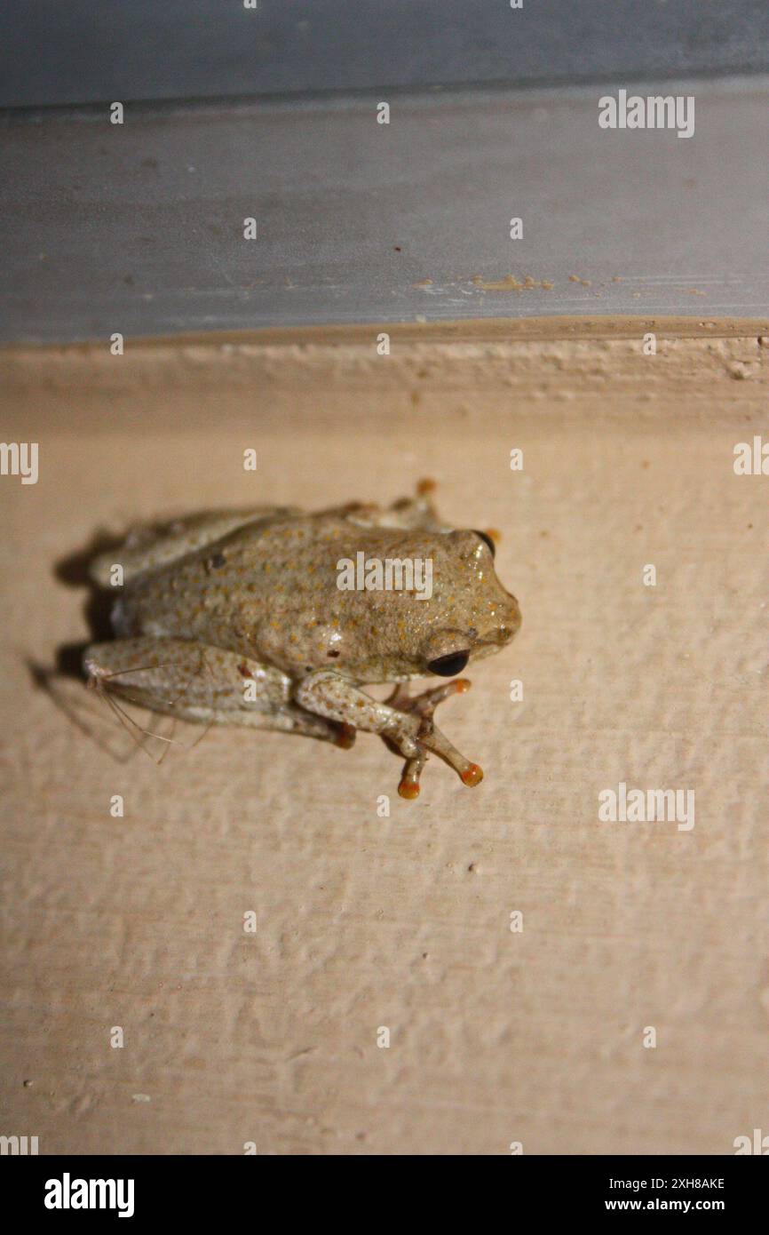 Painted Reed Frog (Hyperolius marmoratus Stock Photo - Alamy