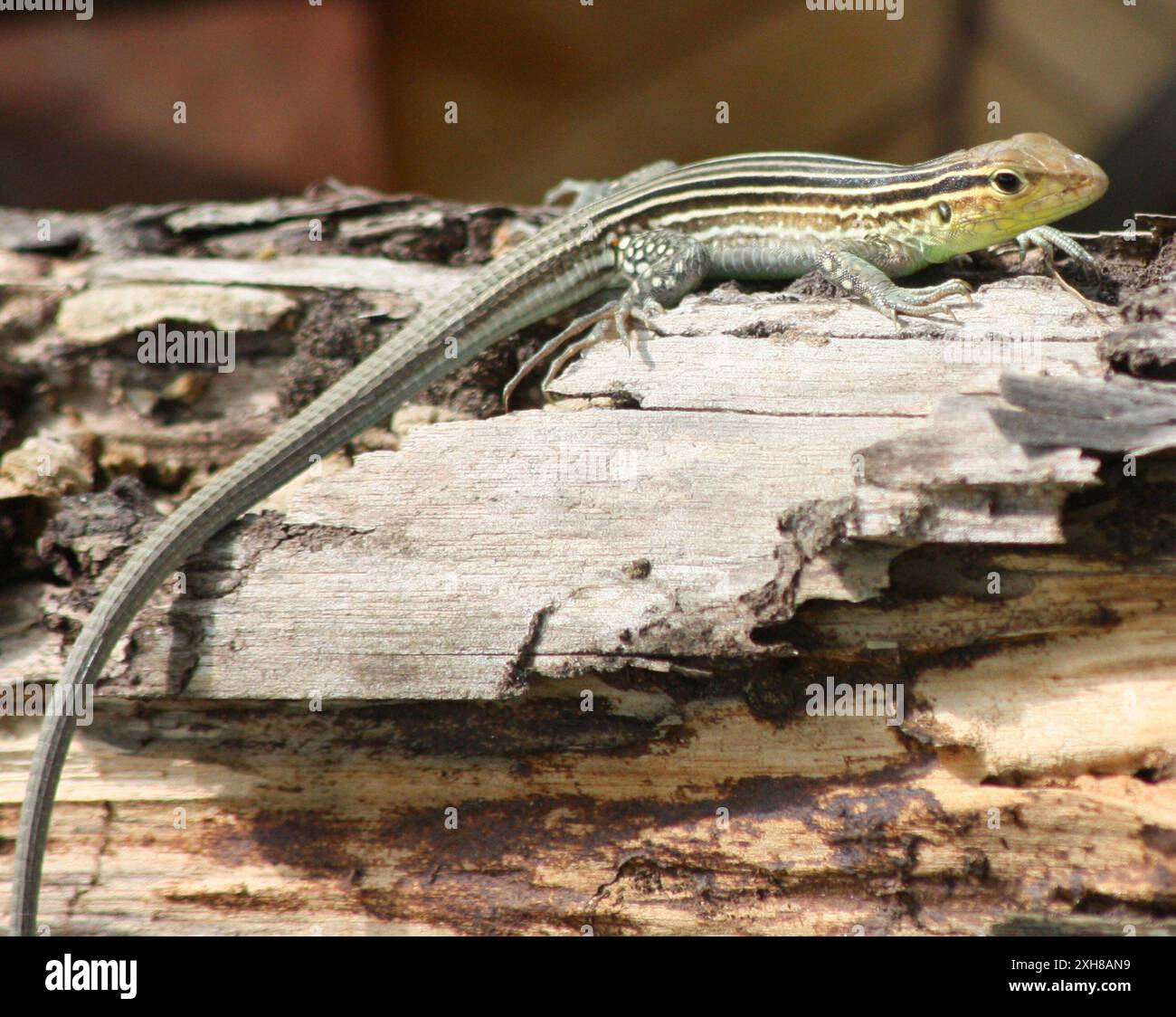 Rainbow whiptails hi-res stock photography and images - Alamy