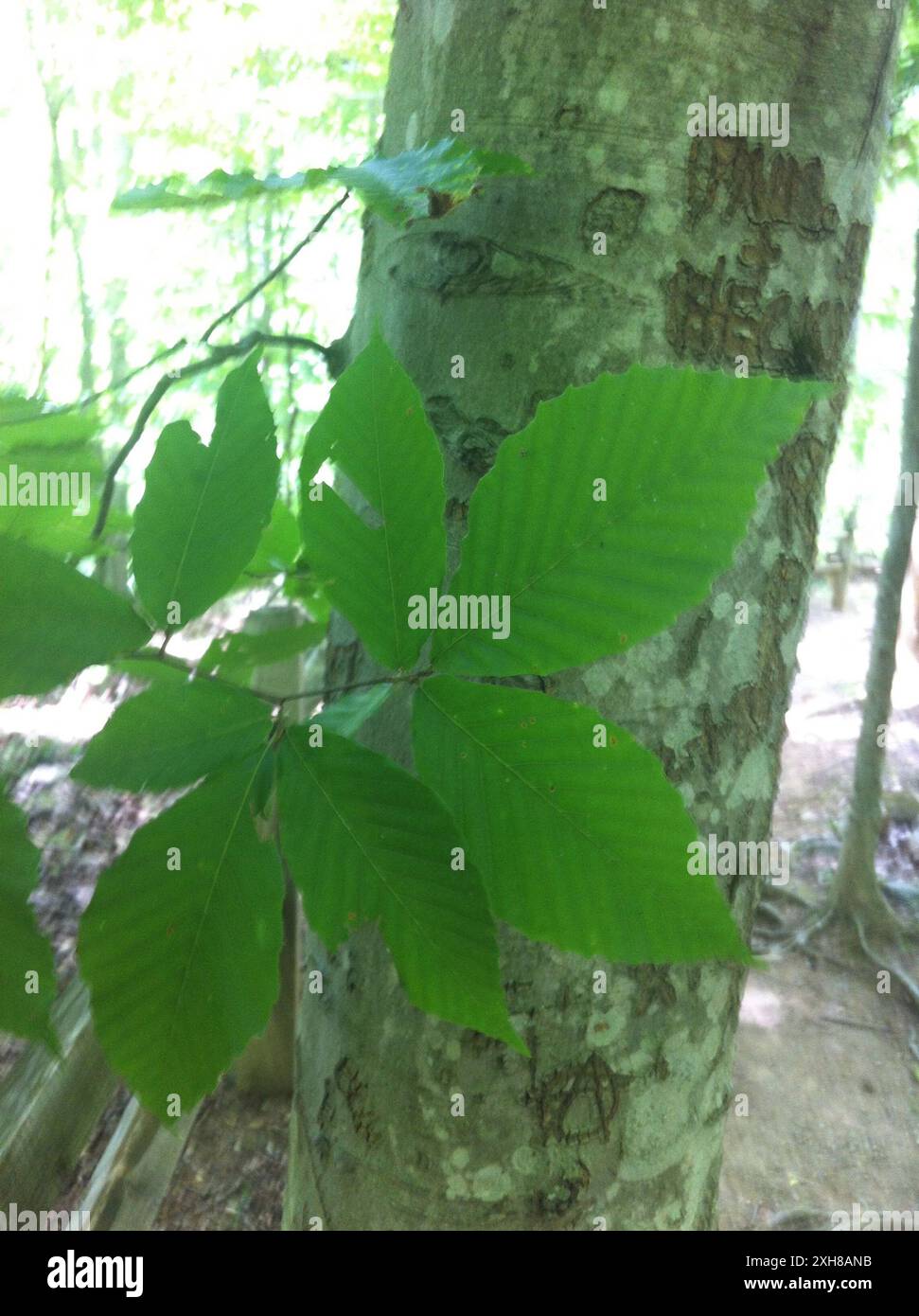 American beech (Fagus grandifolia) eno river state park Stock Photo - Alamy