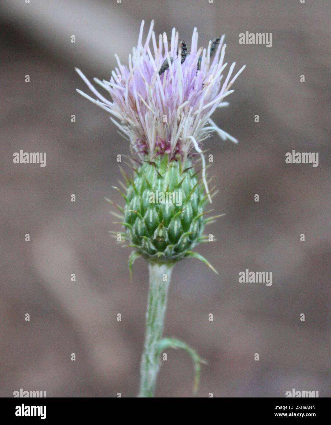 Wheeler's thistle (Cirsium wheeleri) Coconino National Forest ...