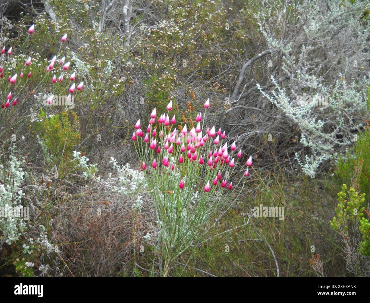 Common Scaly Sewejaartjie (Edmondia sesamoides) Gouriqua on the ...