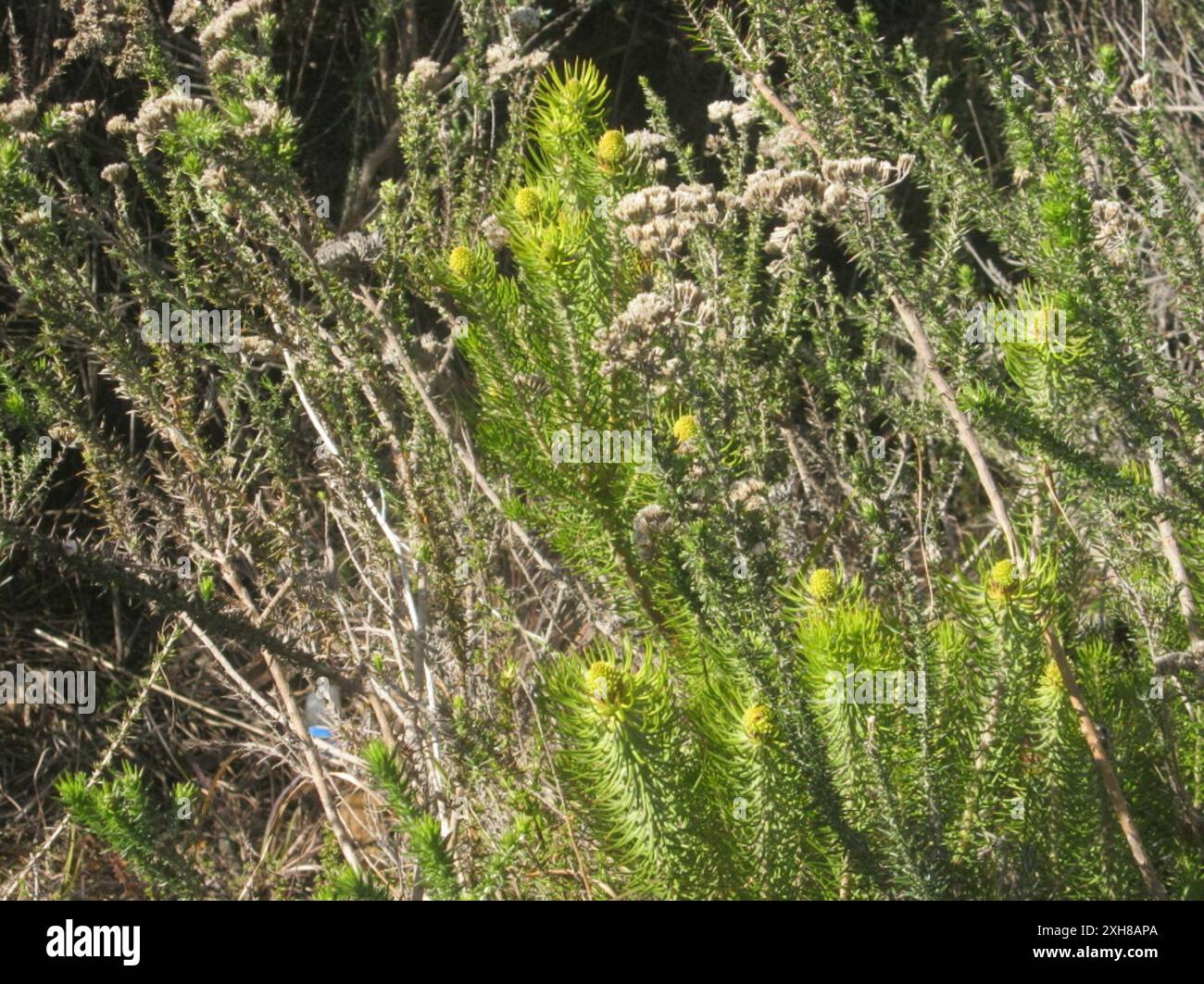 Strawberry Conebush (Leucadendron teretifolium) Top of Garcia Pass ...