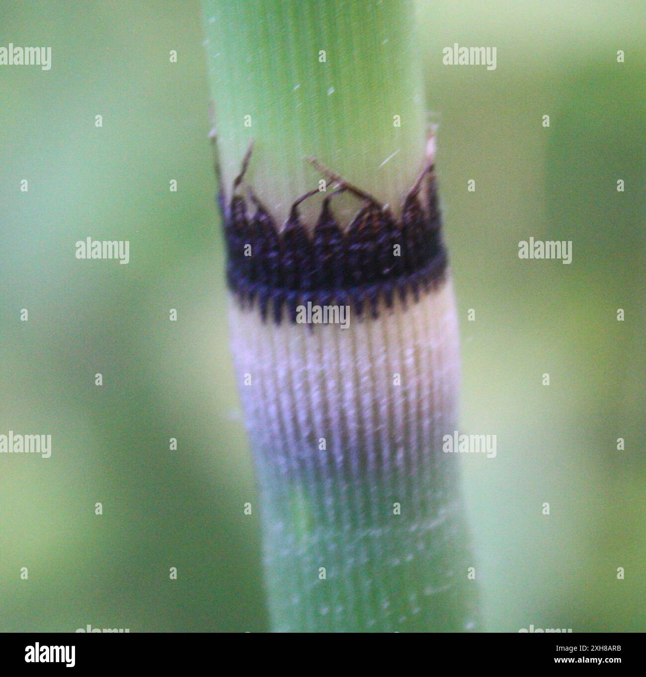 western scouringrush (Equisetum hyemale affine) Sky Londa, California ...
