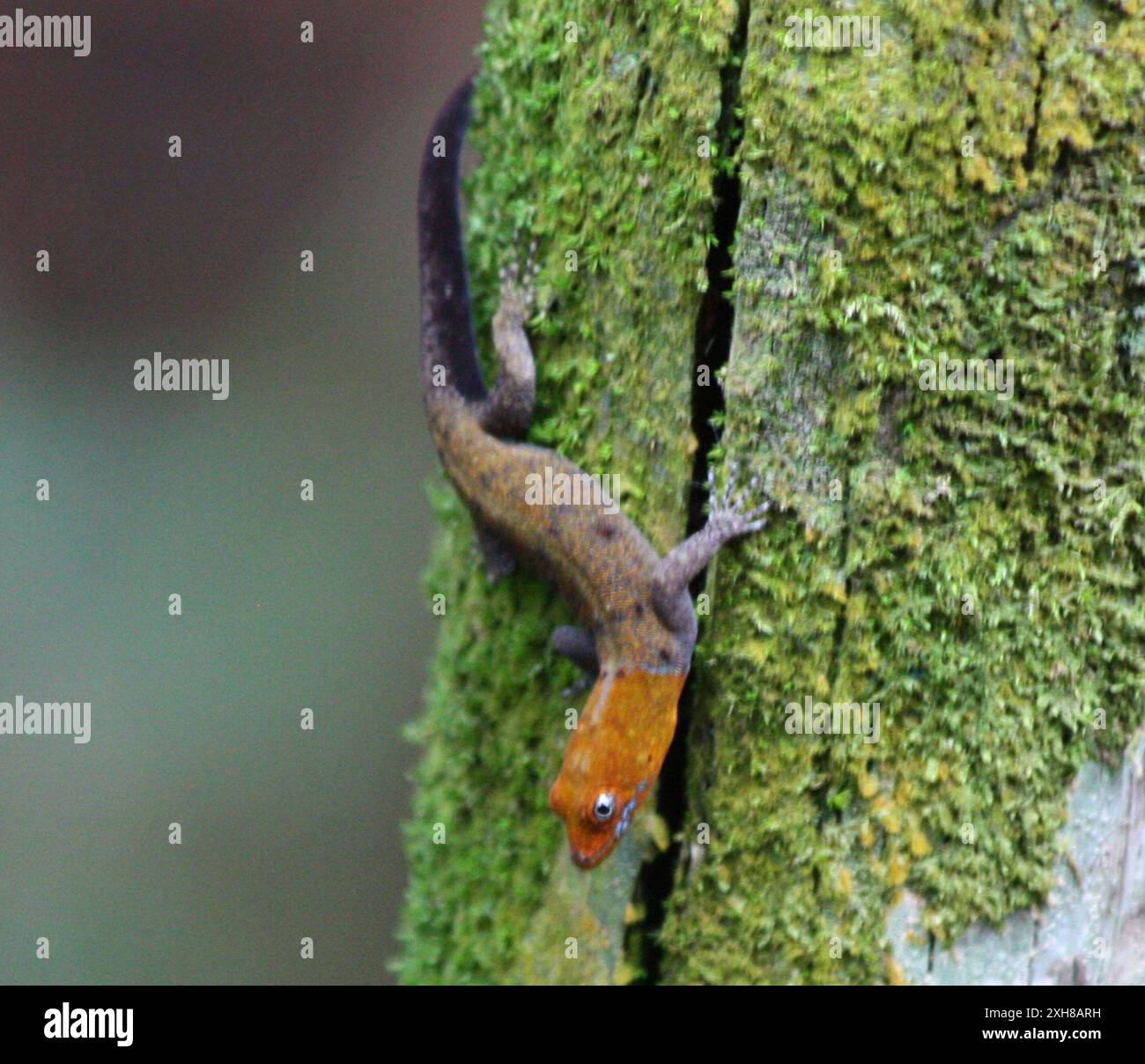 Yellow-headed Gecko (Gonatodes albogularis) Gamboa Panama Stock Photo ...